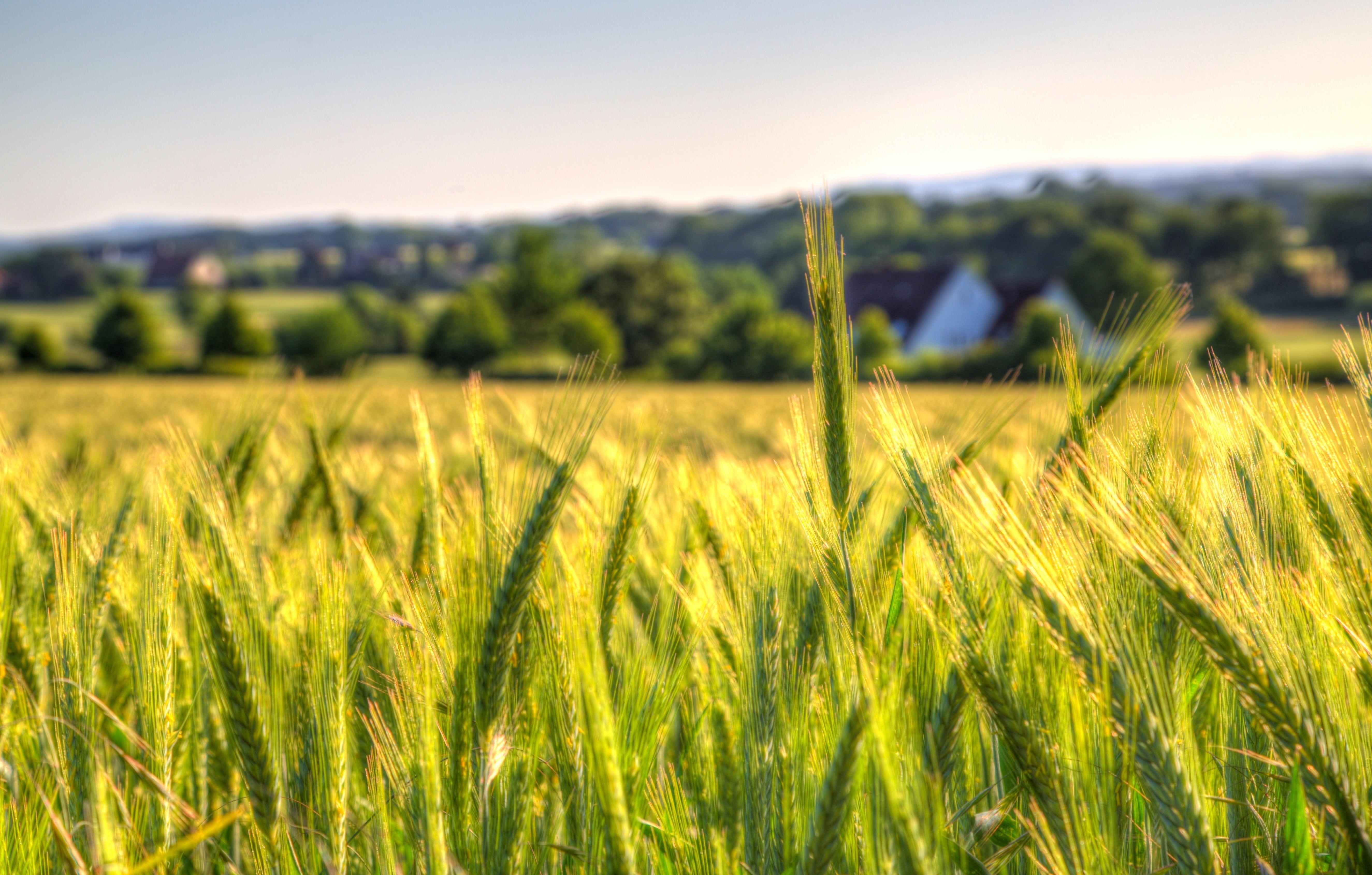 Ricefield Wallpapers - Top Free Ricefield Backgrounds - WallpaperAccess