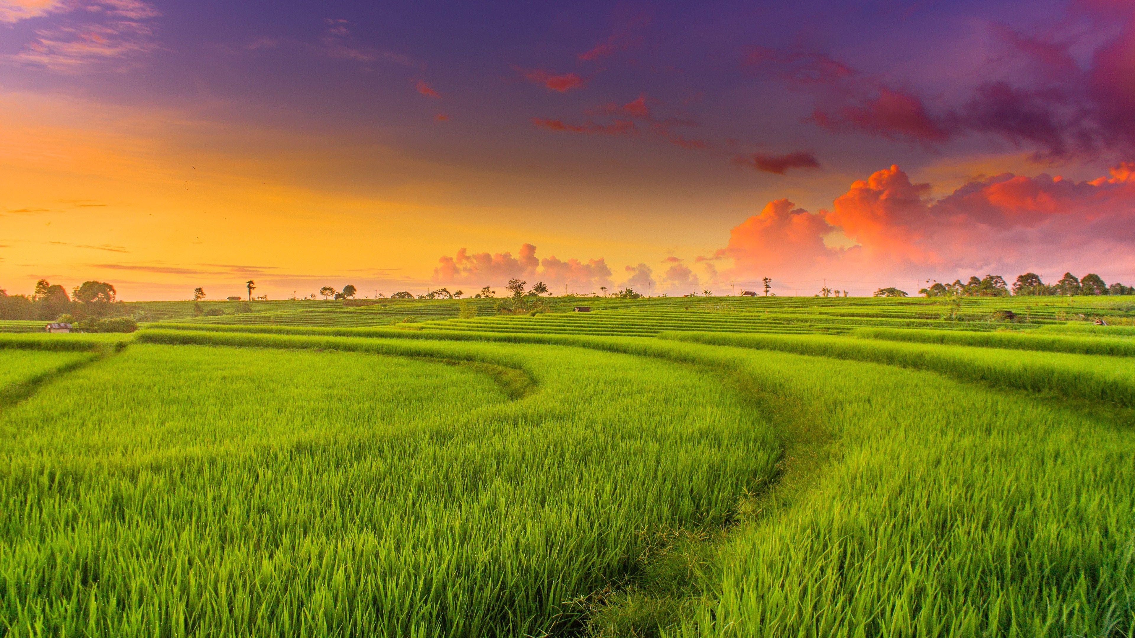 Ricefield Wallpapers - Top Free Ricefield Backgrounds - WallpaperAccess