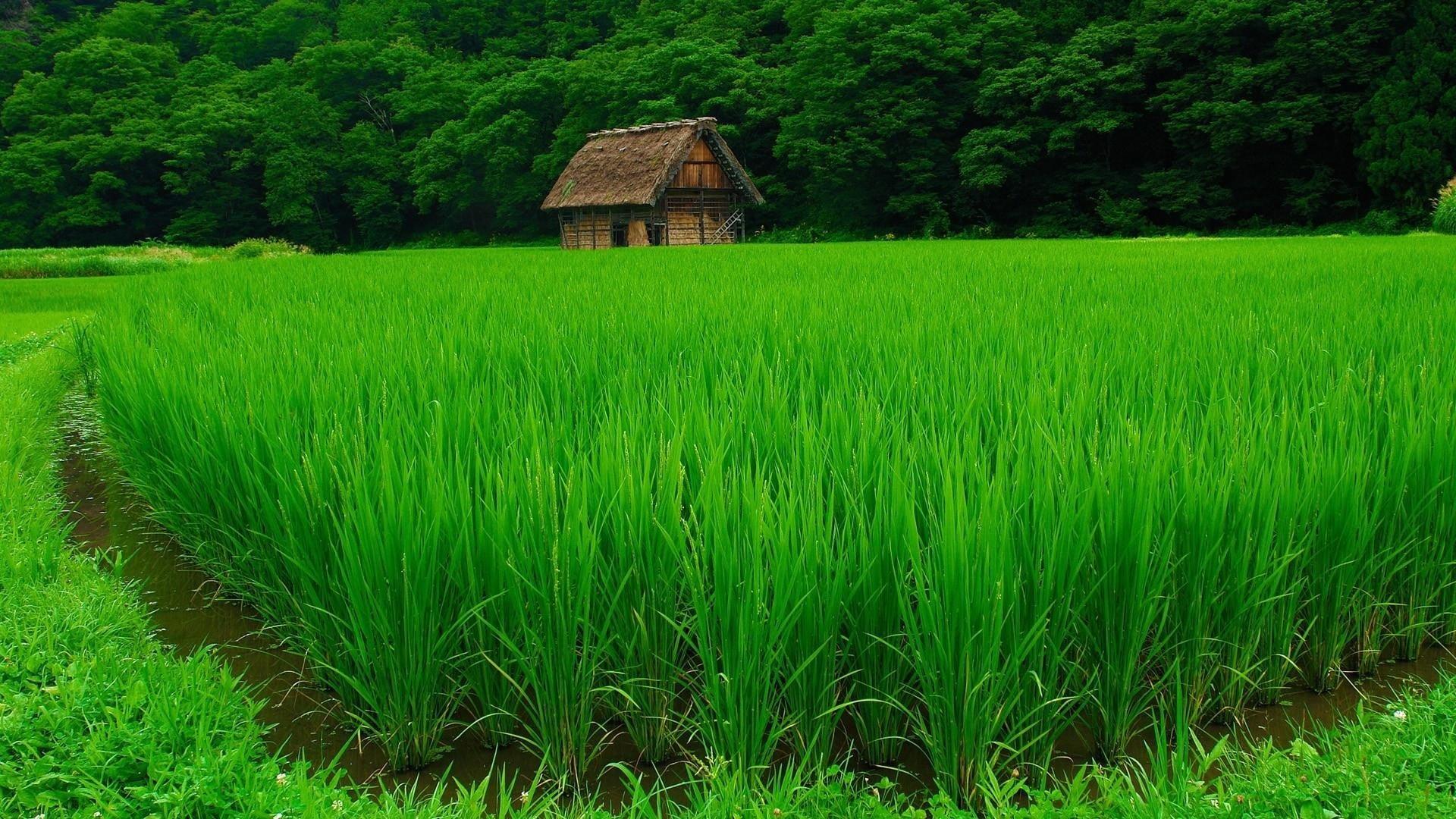 Ricefield Wallpapers - Top Free Ricefield Backgrounds - WallpaperAccess