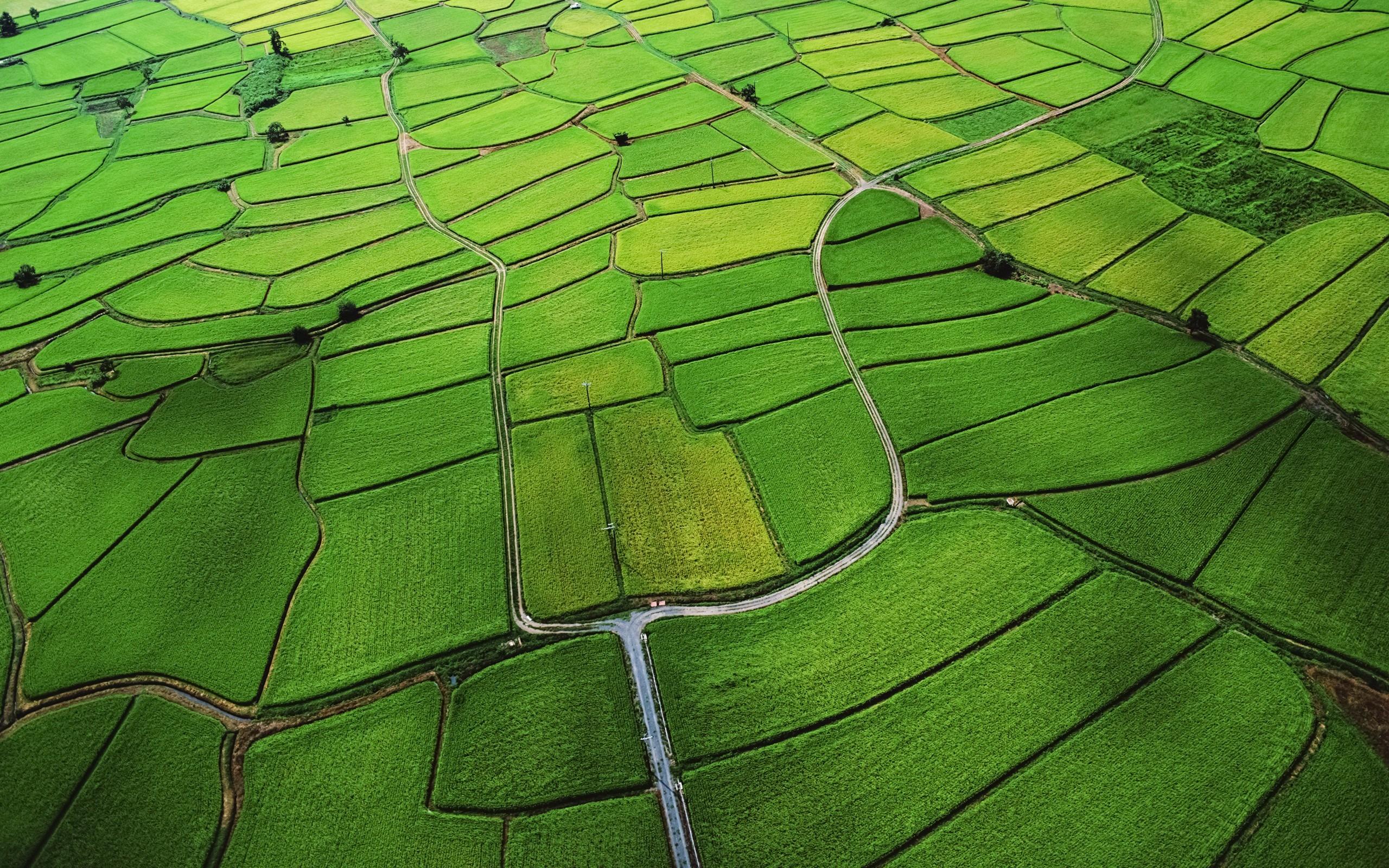 Ricefield Wallpapers - Top Free Ricefield Backgrounds - WallpaperAccess