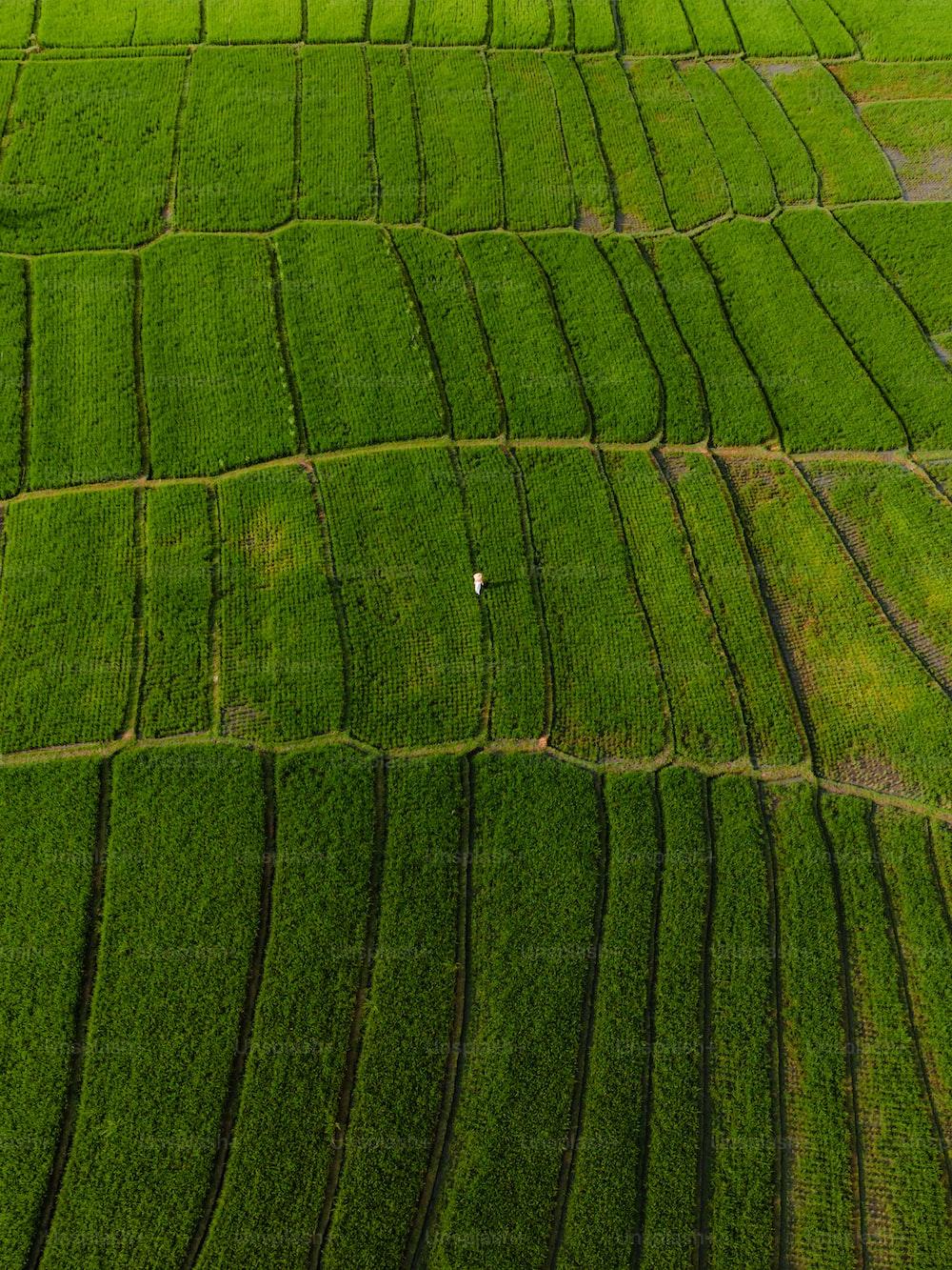 Ricefield Wallpapers - Top Free Ricefield Backgrounds - WallpaperAccess