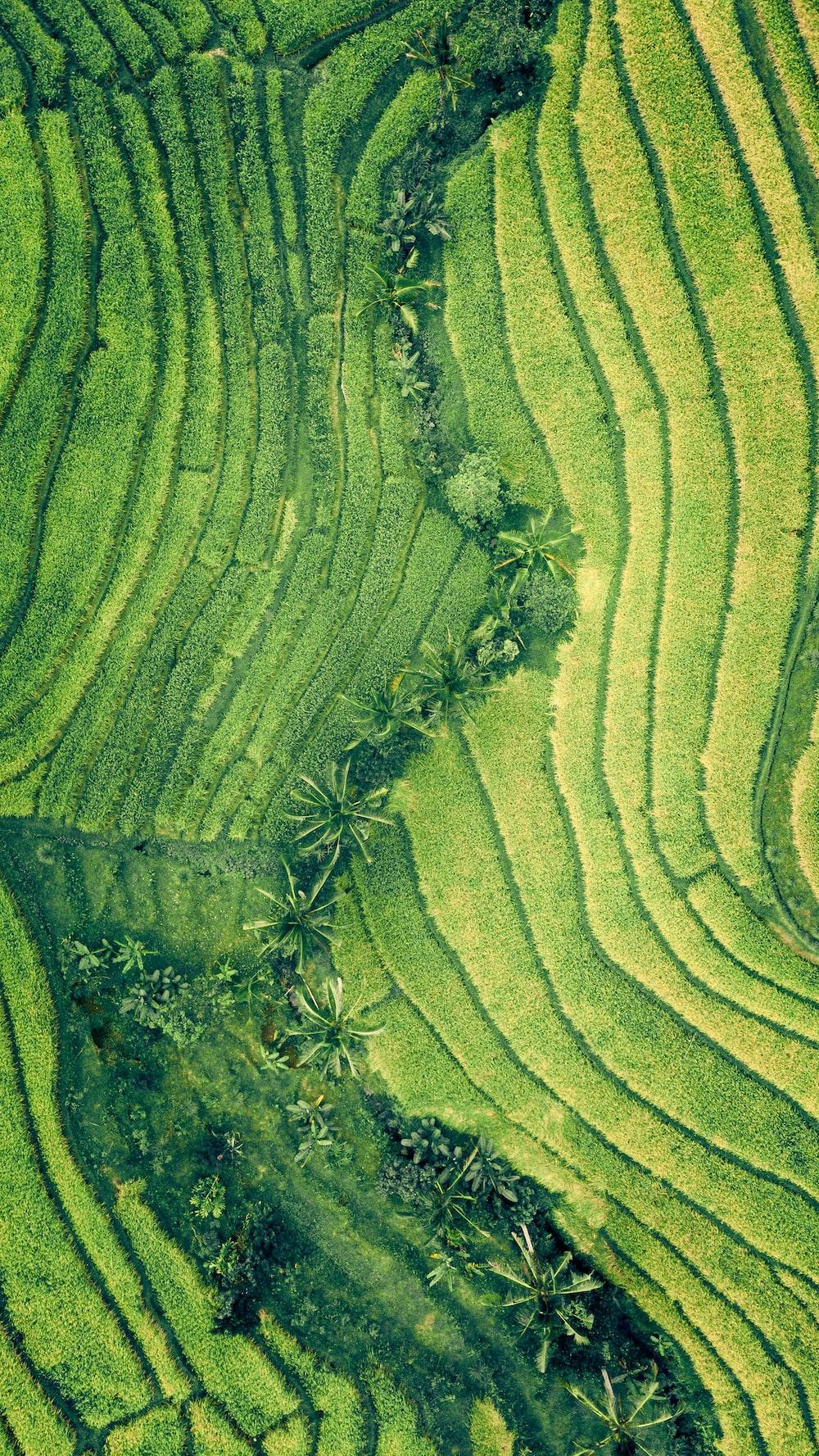 Ricefield Wallpapers - Top Free Ricefield Backgrounds - WallpaperAccess