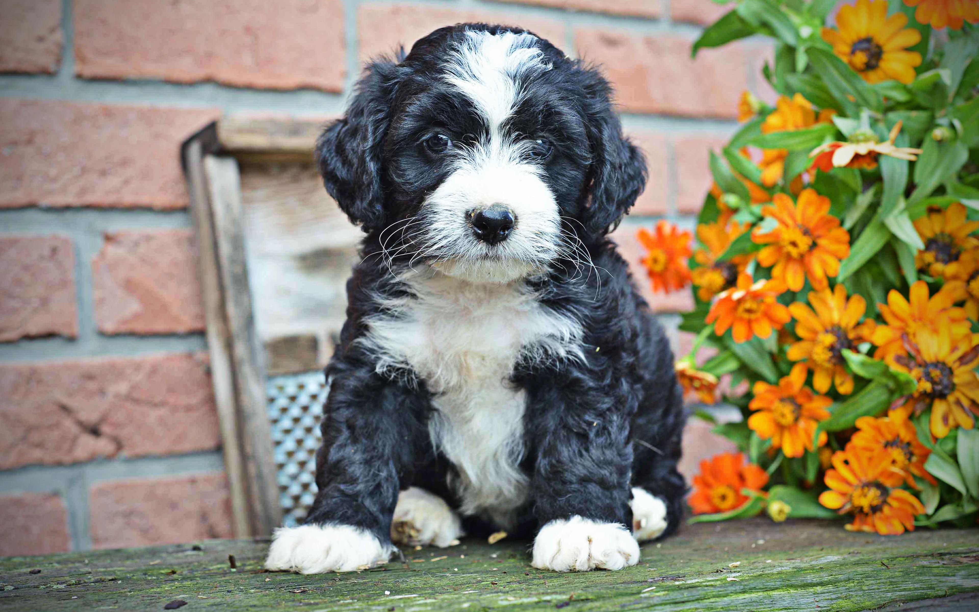 Bernedoodle Wallpapers - Top Free Bernedoodle Backgrounds - WallpaperAccess