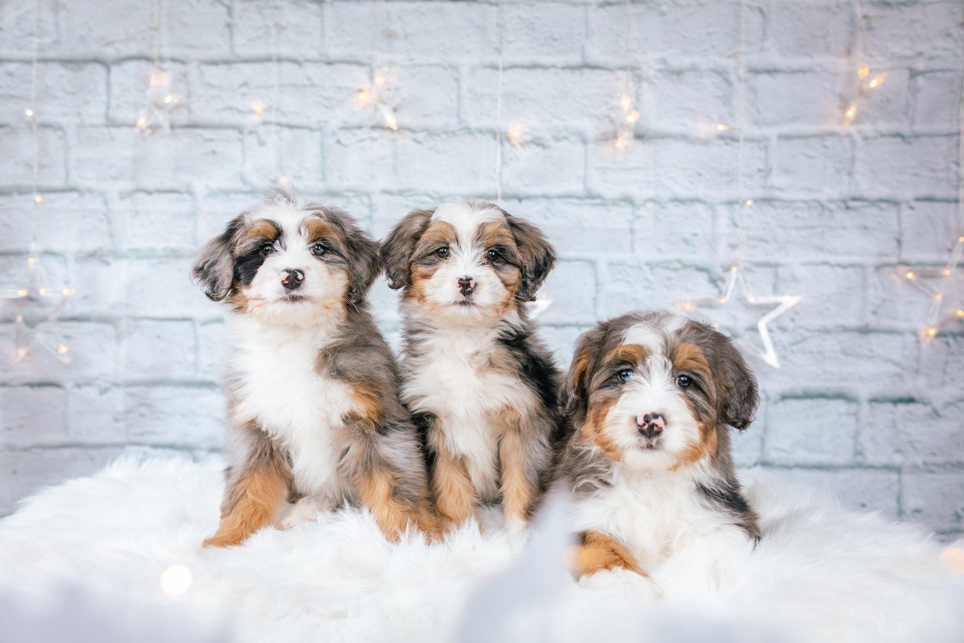 Bernedoodle Wallpapers - Top Free Bernedoodle Backgrounds - WallpaperAccess