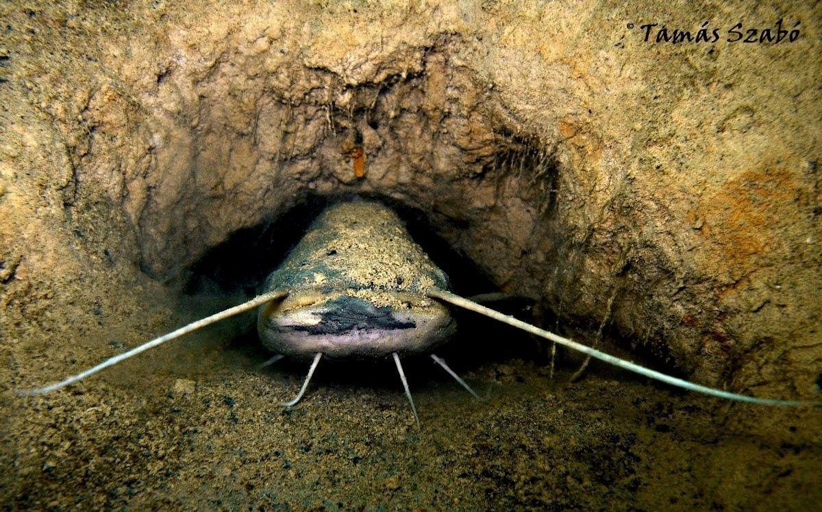 Godcat 4K Wallpapers - Top Free Godcat 4K Backgrounds - WallpaperAccess