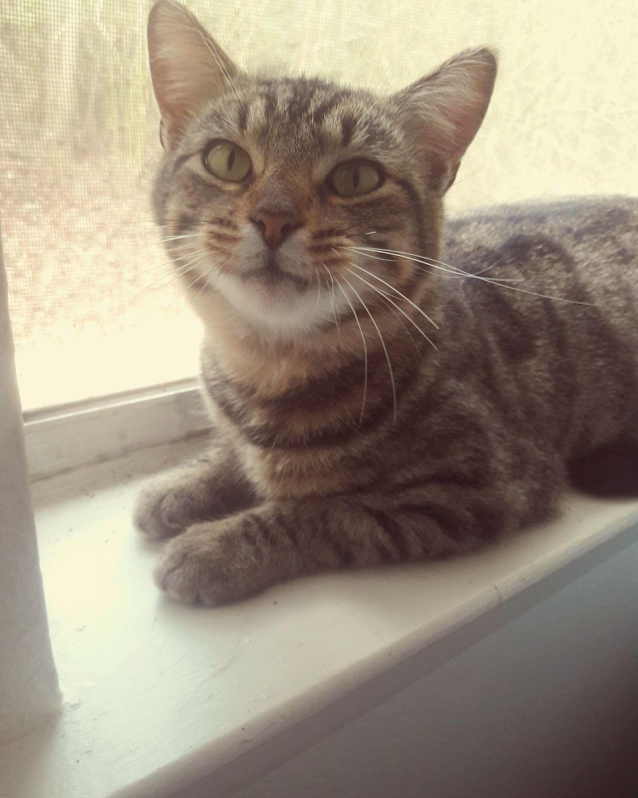 Godcat 4K Wallpapers - Top Free Godcat 4K Backgrounds - WallpaperAccess