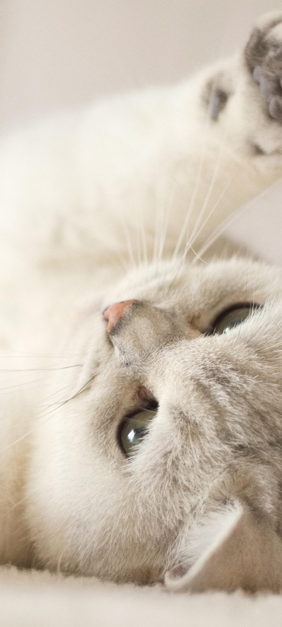 Little Cat Wallpapers - Top Free Little Cat Backgrounds - WallpaperAccess
