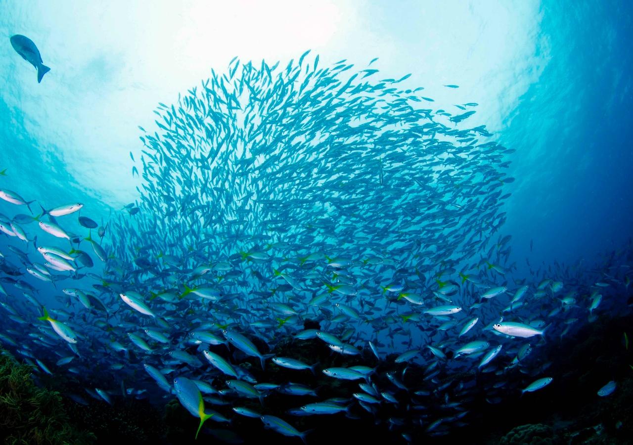 Bunaken Wallpapers - Top Free Bunaken Backgrounds - WallpaperAccess