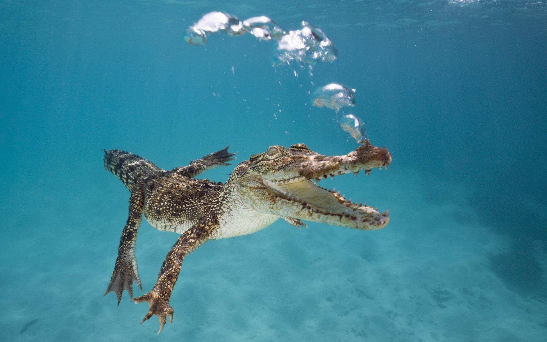 Crocodile iPhone Wallpapers - Top Free Crocodile iPhone Backgrounds ...