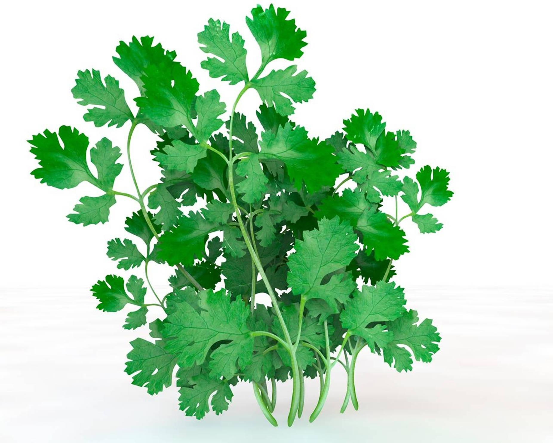 Coriander Wallpapers - Top Free Coriander Backgrounds - WallpaperAccess