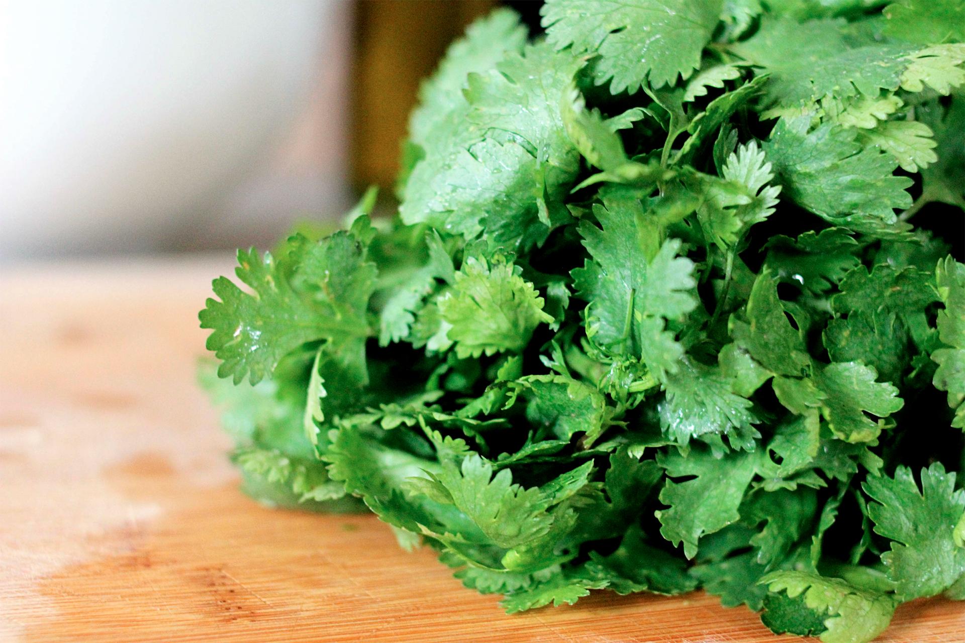 Coriander Wallpapers - Top Free Coriander Backgrounds - WallpaperAccess