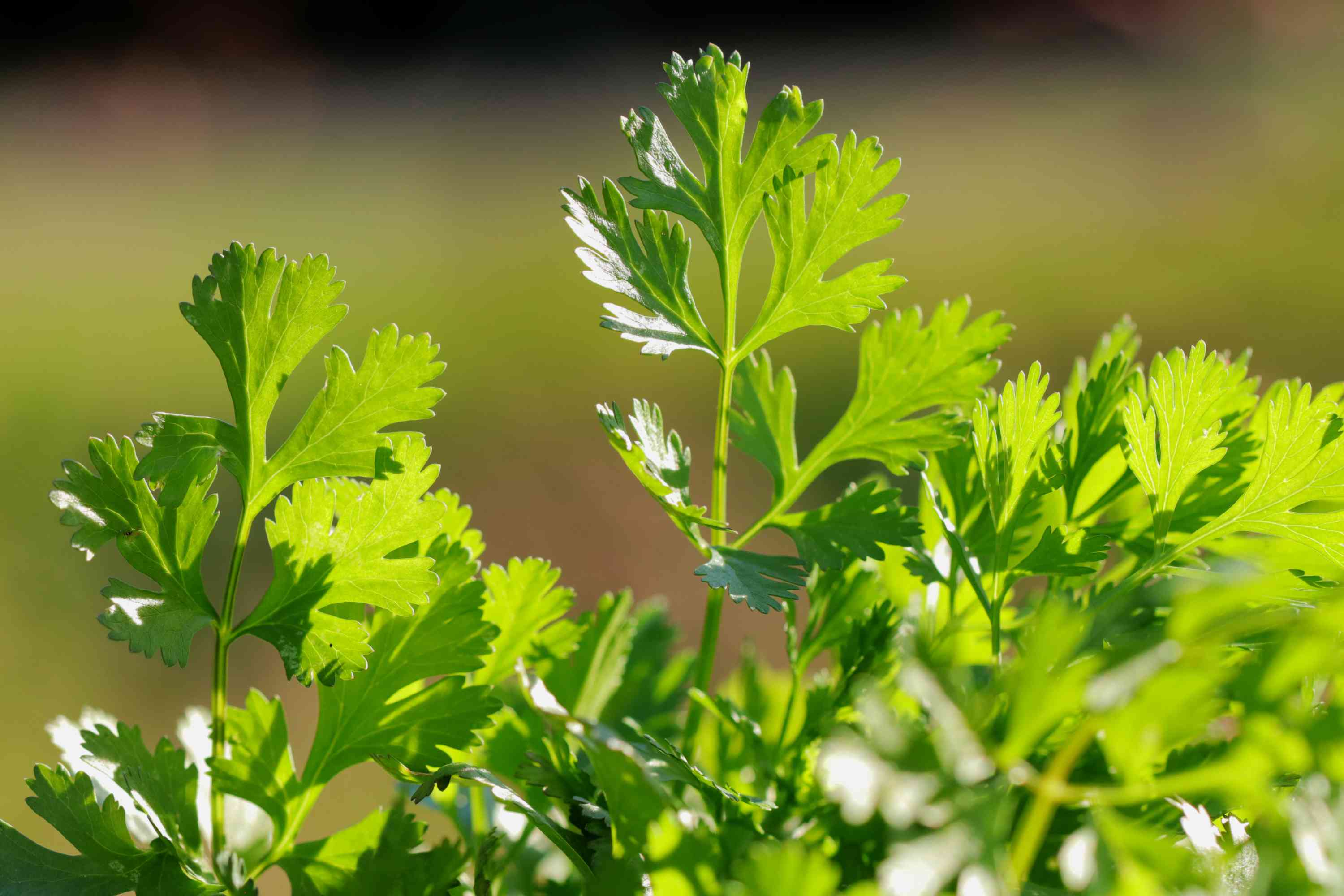 Coriander Wallpapers - Top Free Coriander Backgrounds - WallpaperAccess