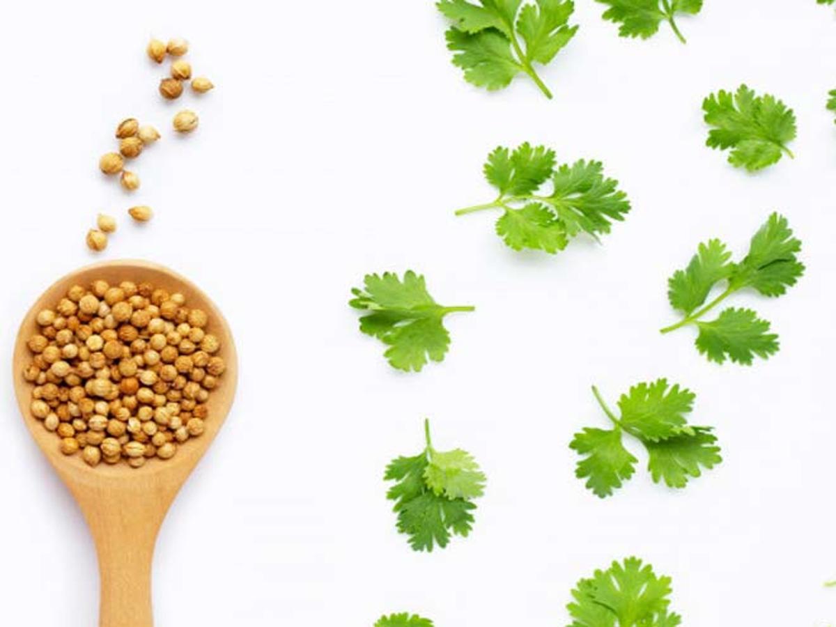 Coriander Wallpapers - Top Free Coriander Backgrounds - WallpaperAccess