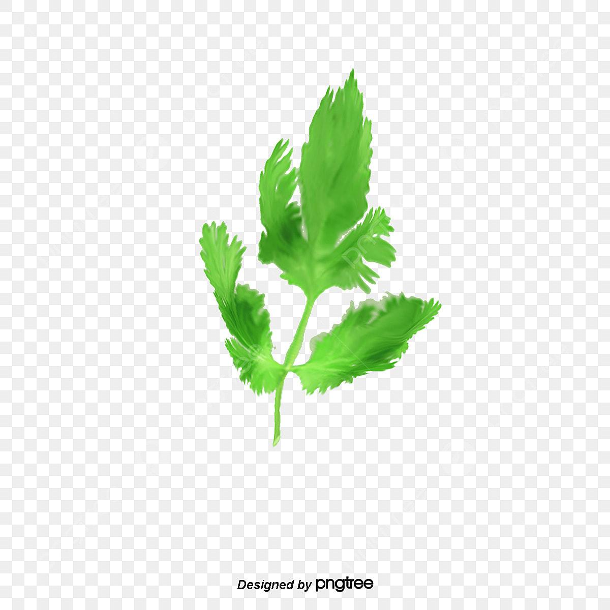 Coriander Wallpapers - Top Free Coriander Backgrounds - WallpaperAccess