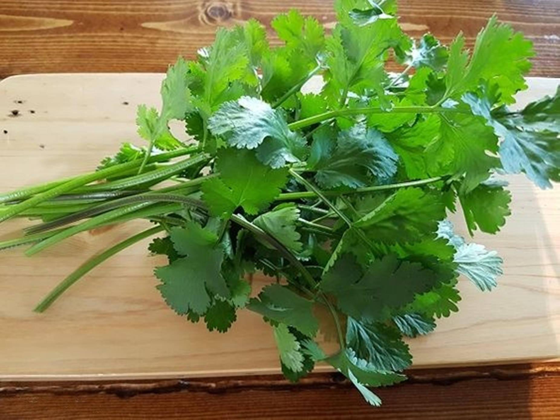Coriander Wallpapers - Top Free Coriander Backgrounds - WallpaperAccess