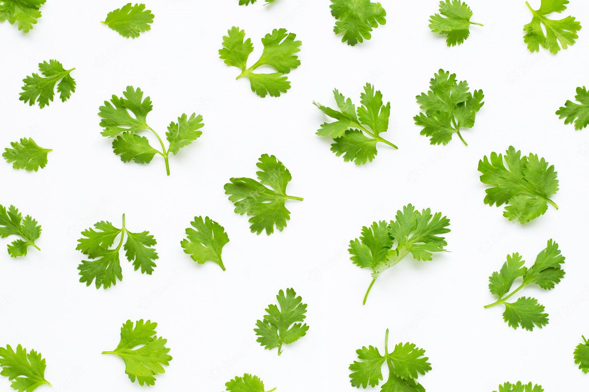 Coriander Wallpapers - Top Free Coriander Backgrounds - WallpaperAccess