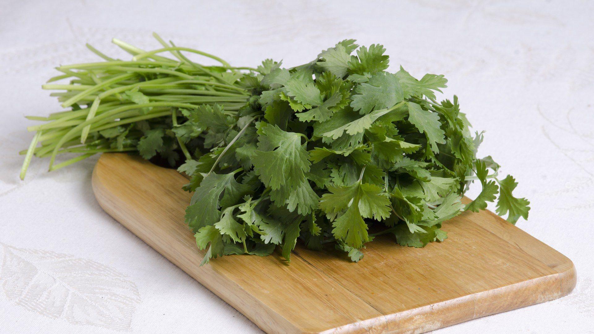 Coriander Wallpapers - Top Free Coriander Backgrounds - WallpaperAccess