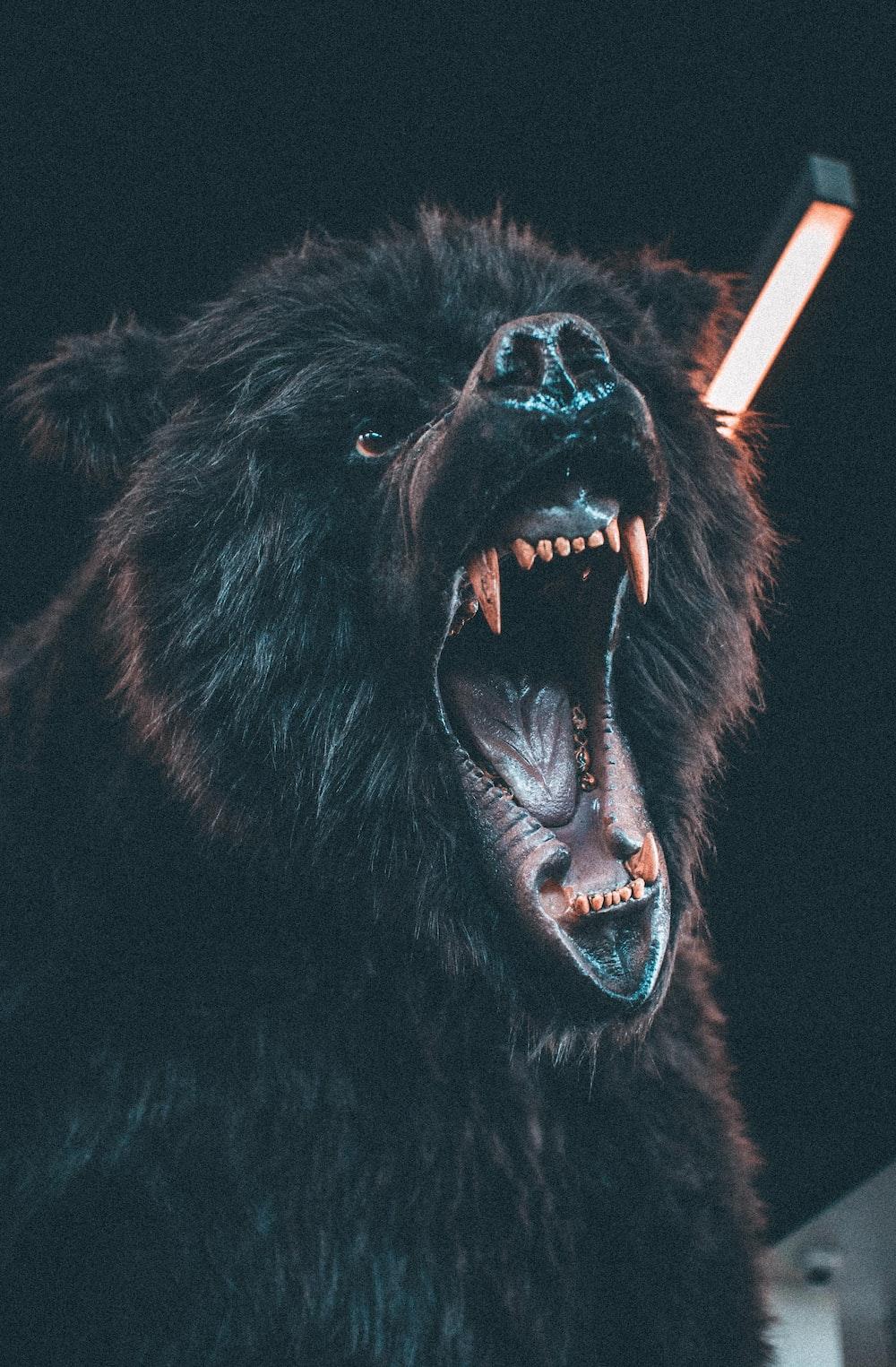 Angry Bear Wallpapers - Top Free Angry Bear Backgrounds - WallpaperAccess