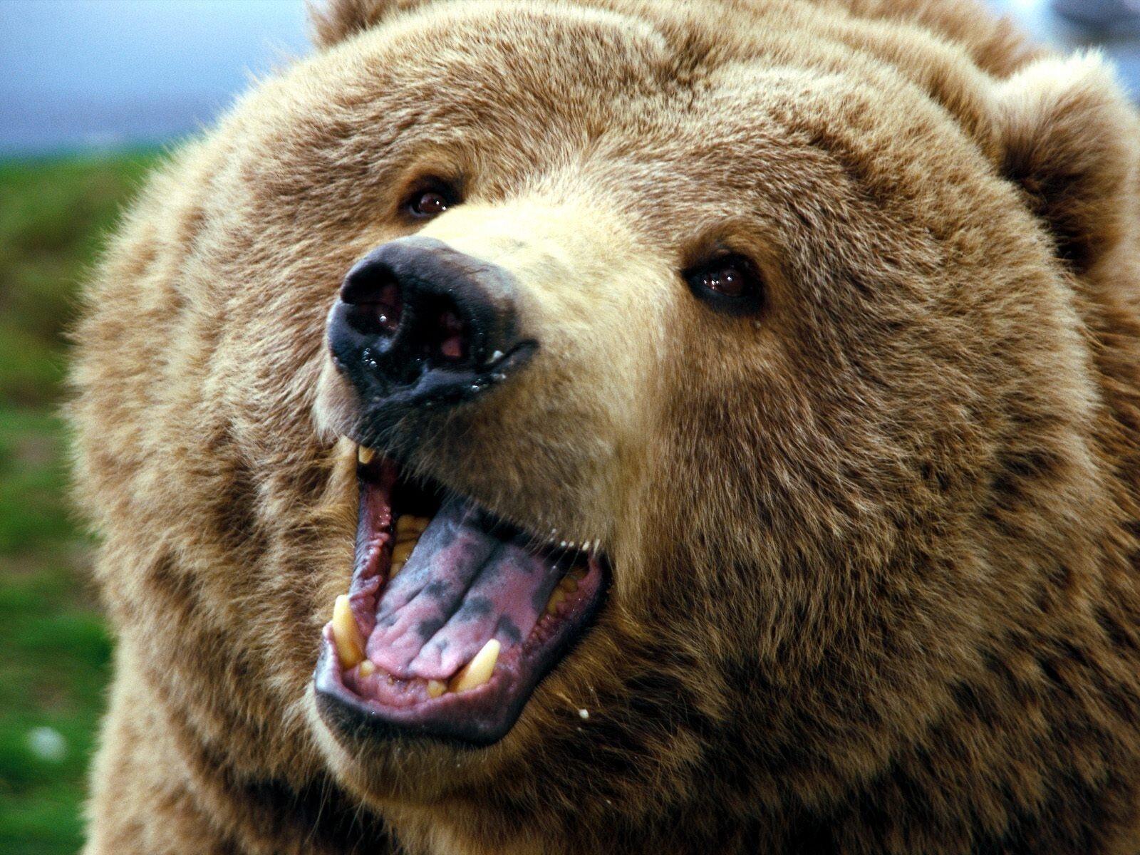 Angry Bear Wallpapers - Top Free Angry Bear Backgrounds - WallpaperAccess