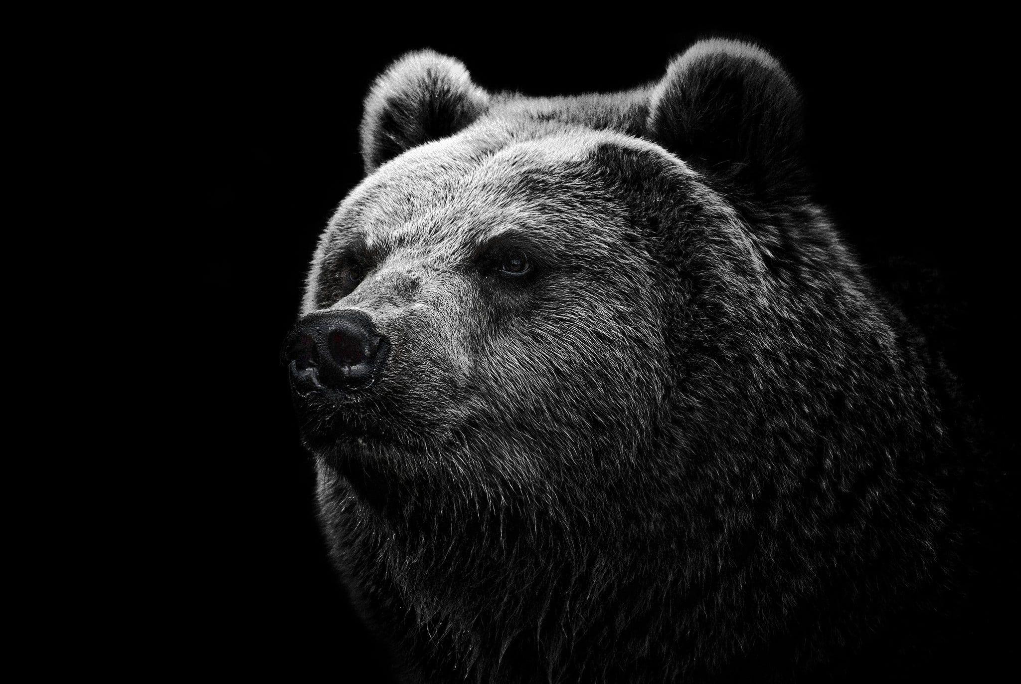 Angry Bear Wallpapers - Top Free Angry Bear Backgrounds - WallpaperAccess