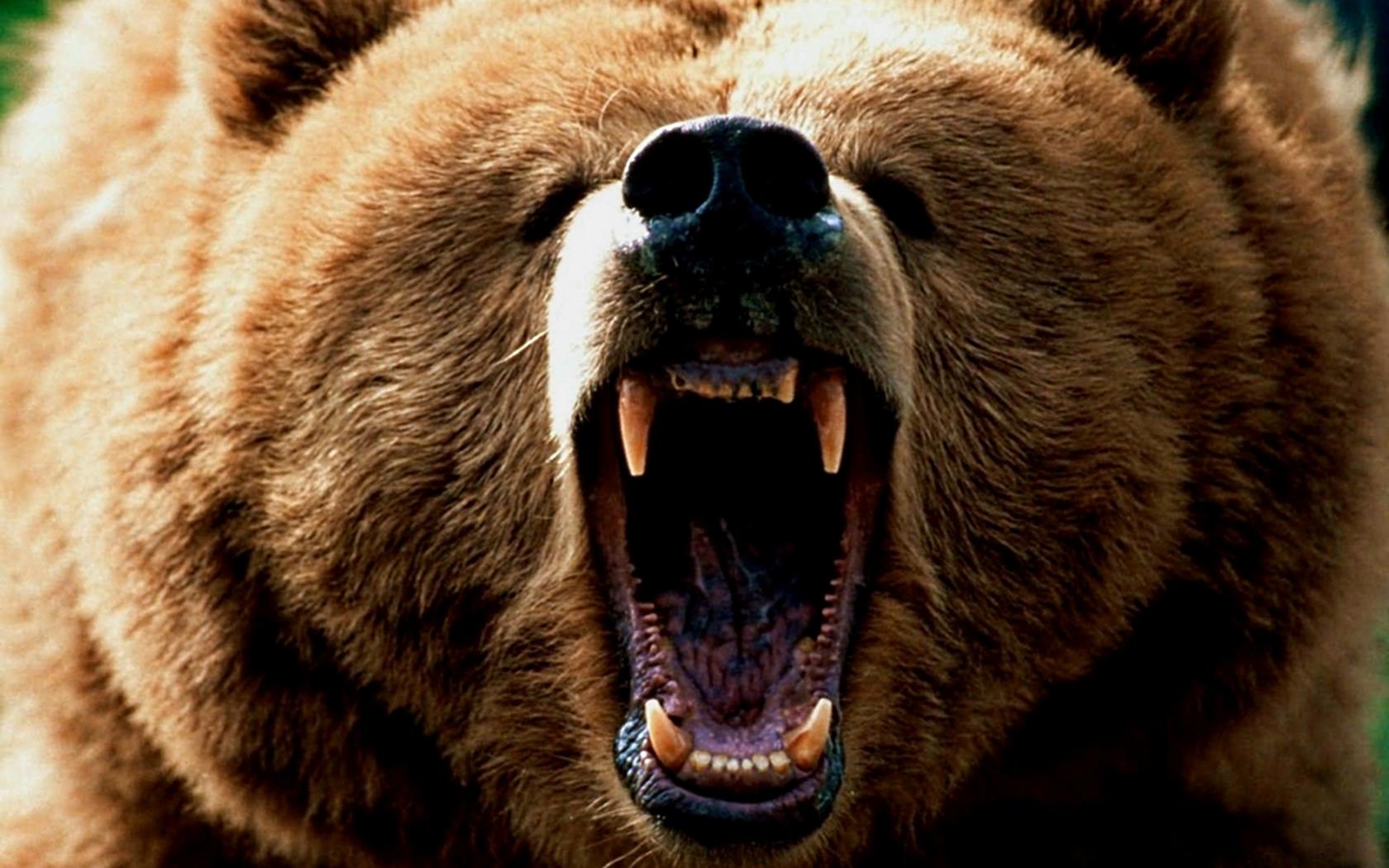 Angry Bear Wallpapers - Top Free Angry Bear Backgrounds - WallpaperAccess