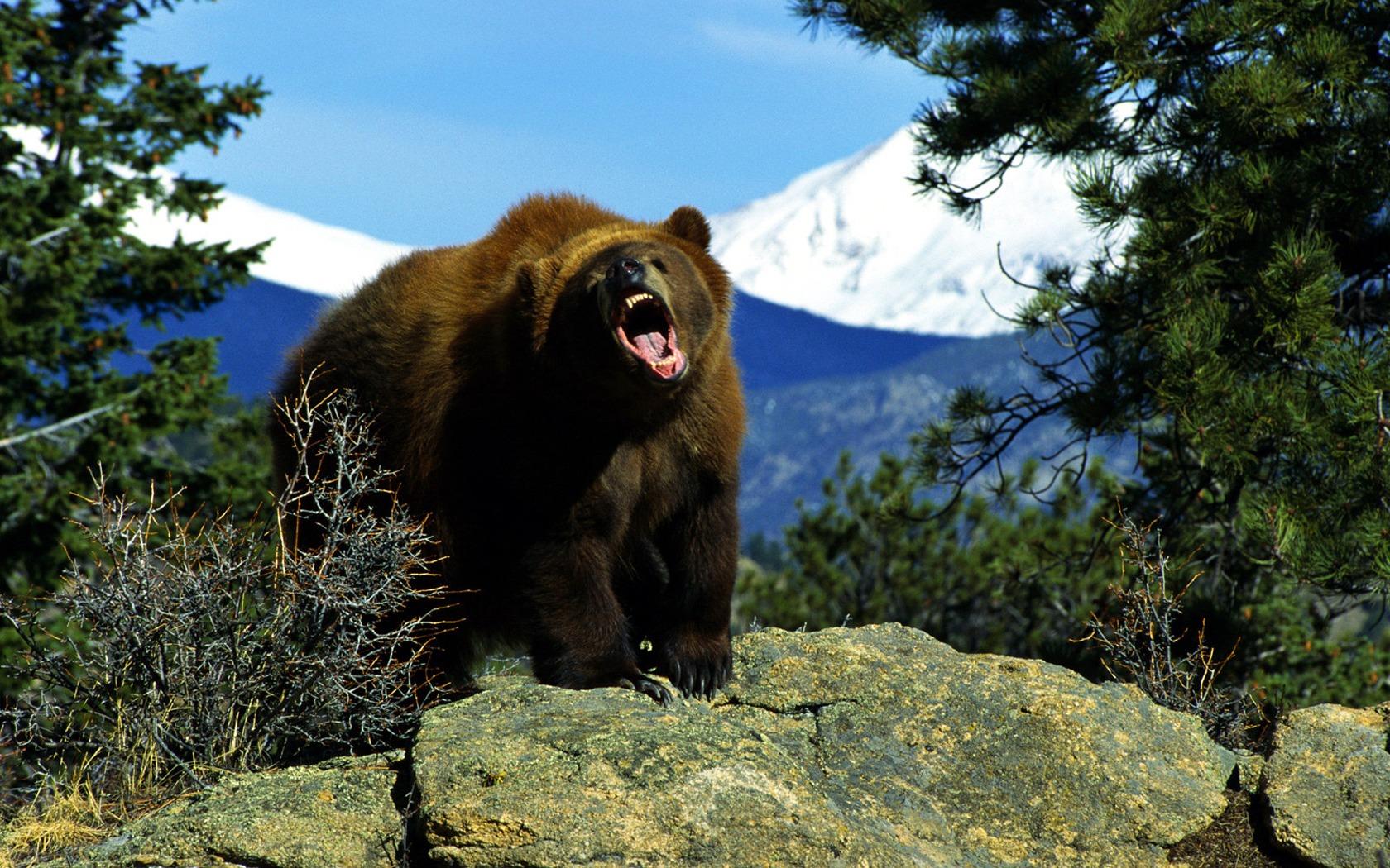 Angry Bear Wallpapers - Top Free Angry Bear Backgrounds - WallpaperAccess