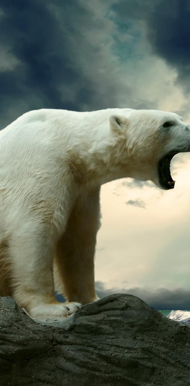 Angry Bear Wallpapers - Top Free Angry Bear Backgrounds - WallpaperAccess