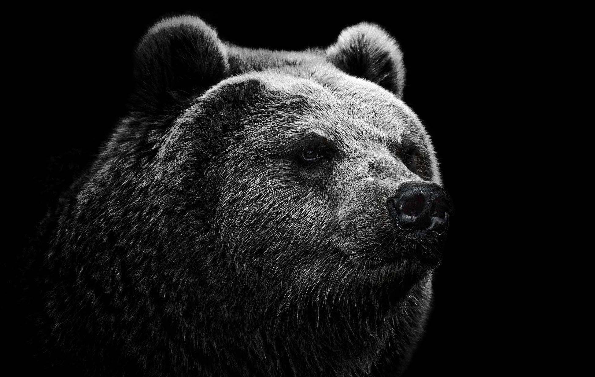 Angry Bear Wallpapers - Top Free Angry Bear Backgrounds - WallpaperAccess