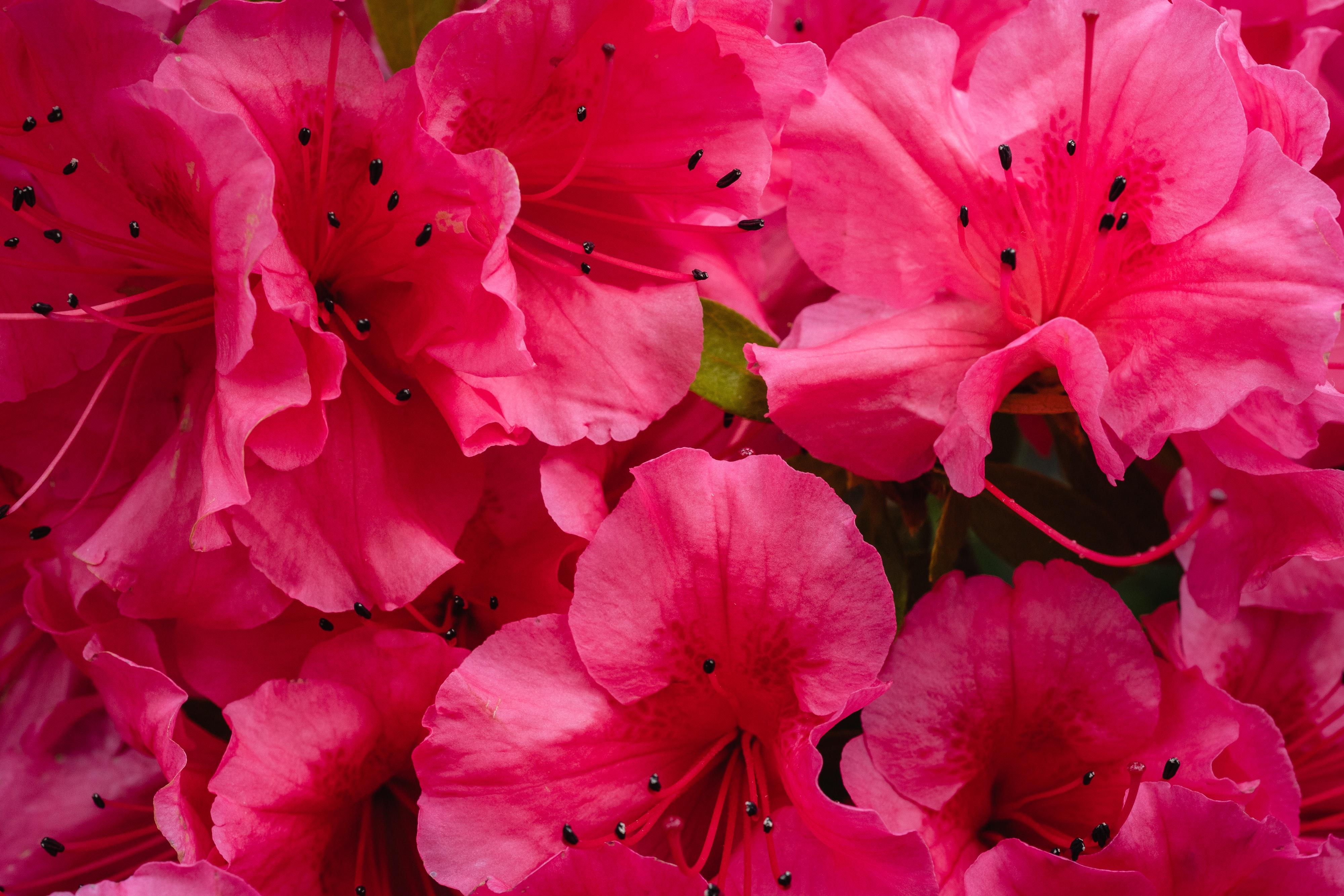 Rhododendron Wallpapers - Top Free Rhododendron Backgrounds ...