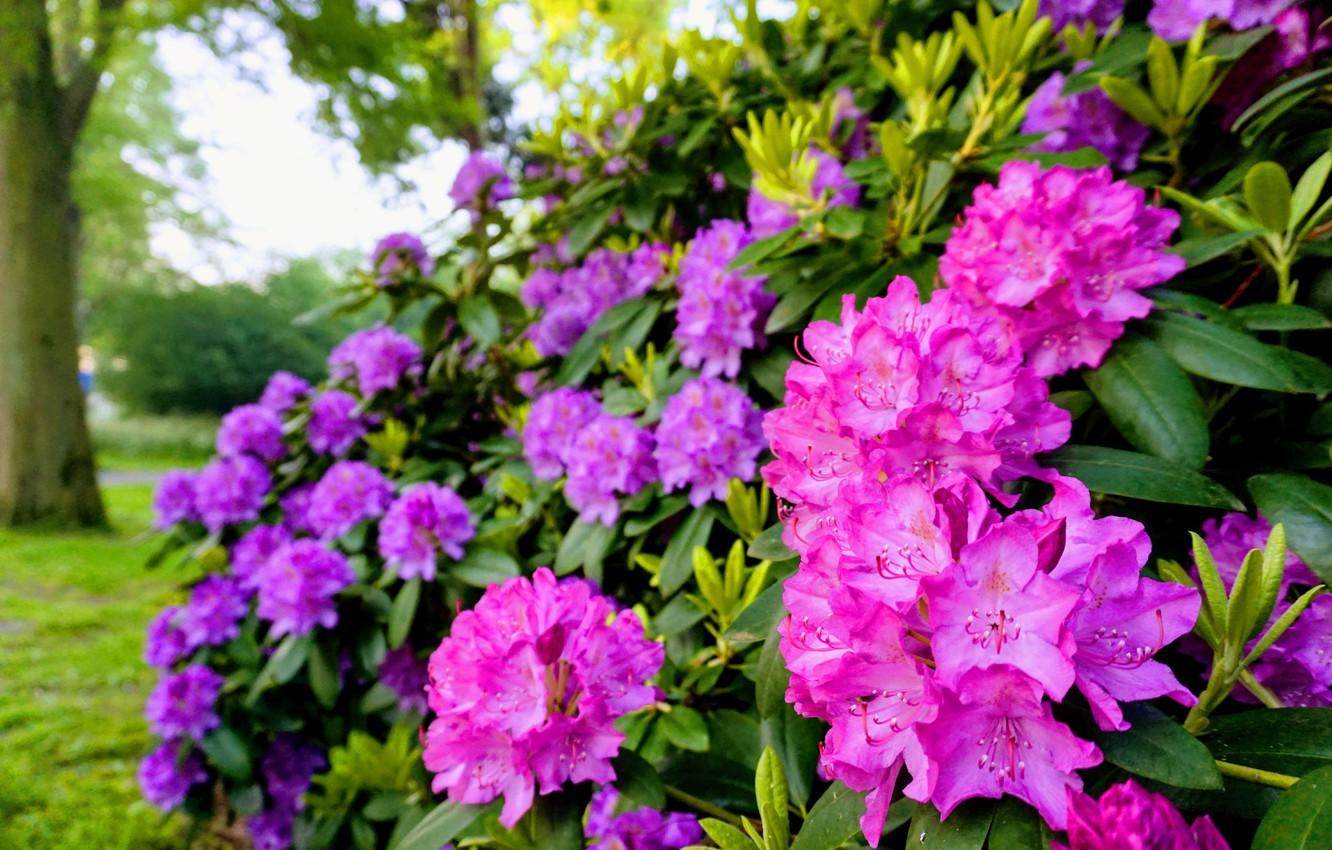 Rhododendron Wallpapers - Top Free Rhododendron Backgrounds ...