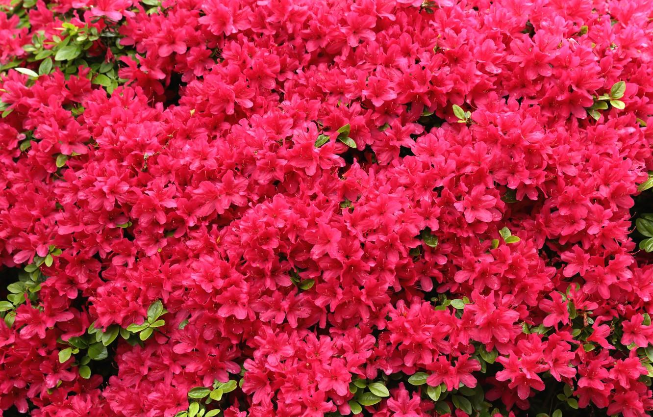 Rhododendron Wallpapers - Top Free Rhododendron Backgrounds ...