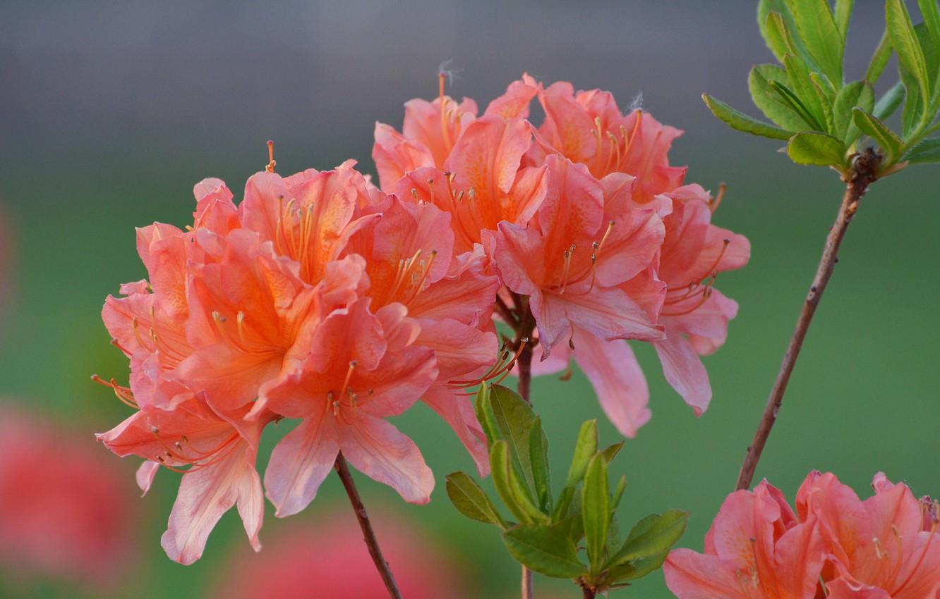 Rhododendron Wallpapers - Top Free Rhododendron Backgrounds ...