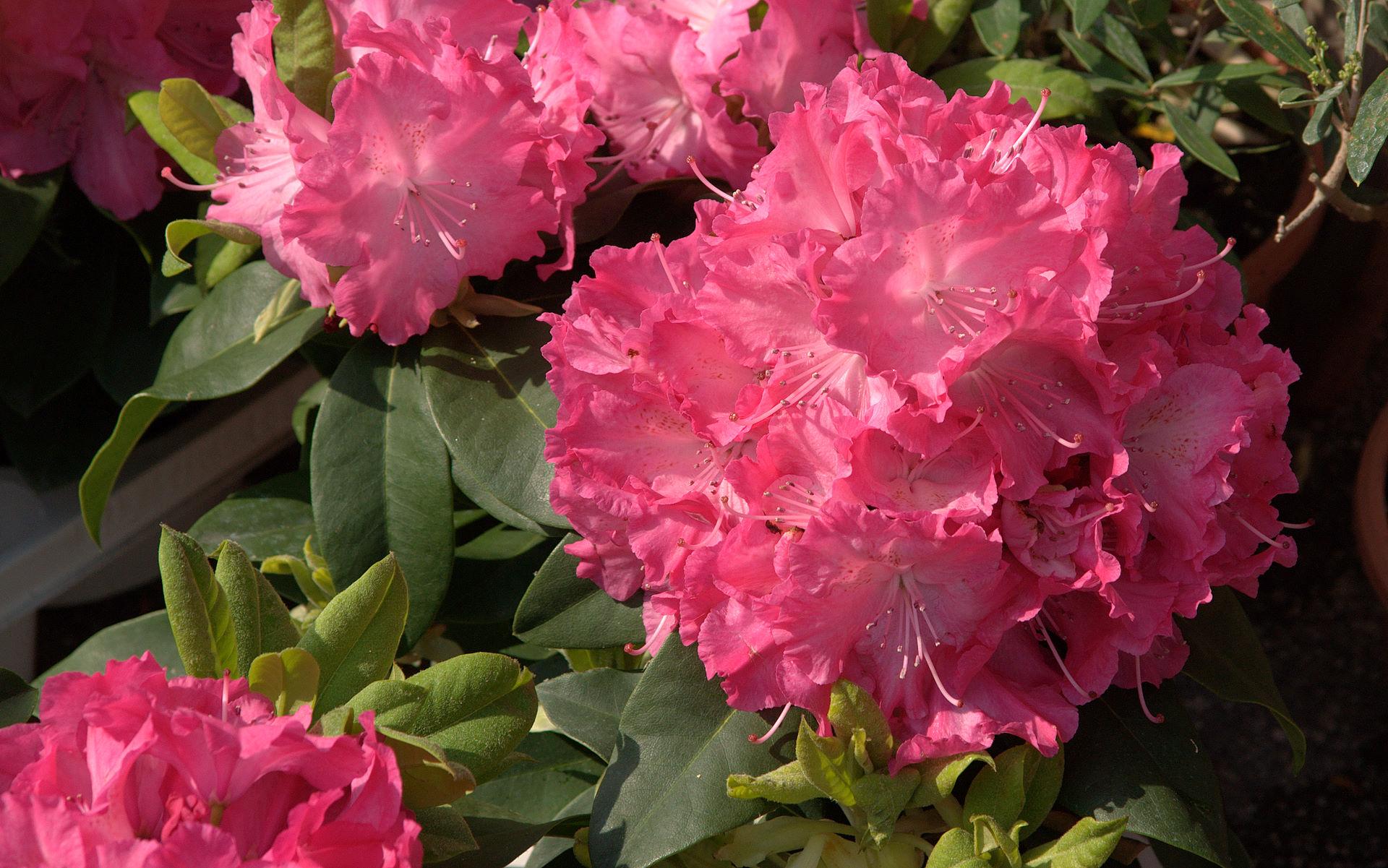 Rhododendron Wallpapers - Top Free Rhododendron Backgrounds ...