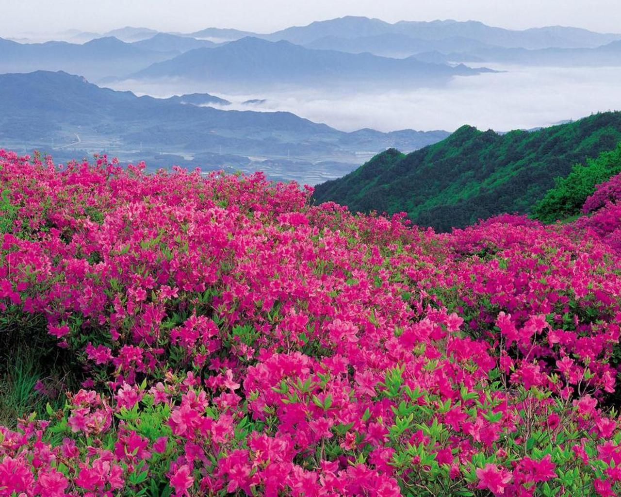 Rhododendron Wallpapers - Top Free Rhododendron Backgrounds ...