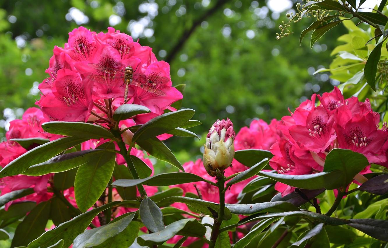 Rhododendron Wallpapers - Top Free Rhododendron Backgrounds ...
