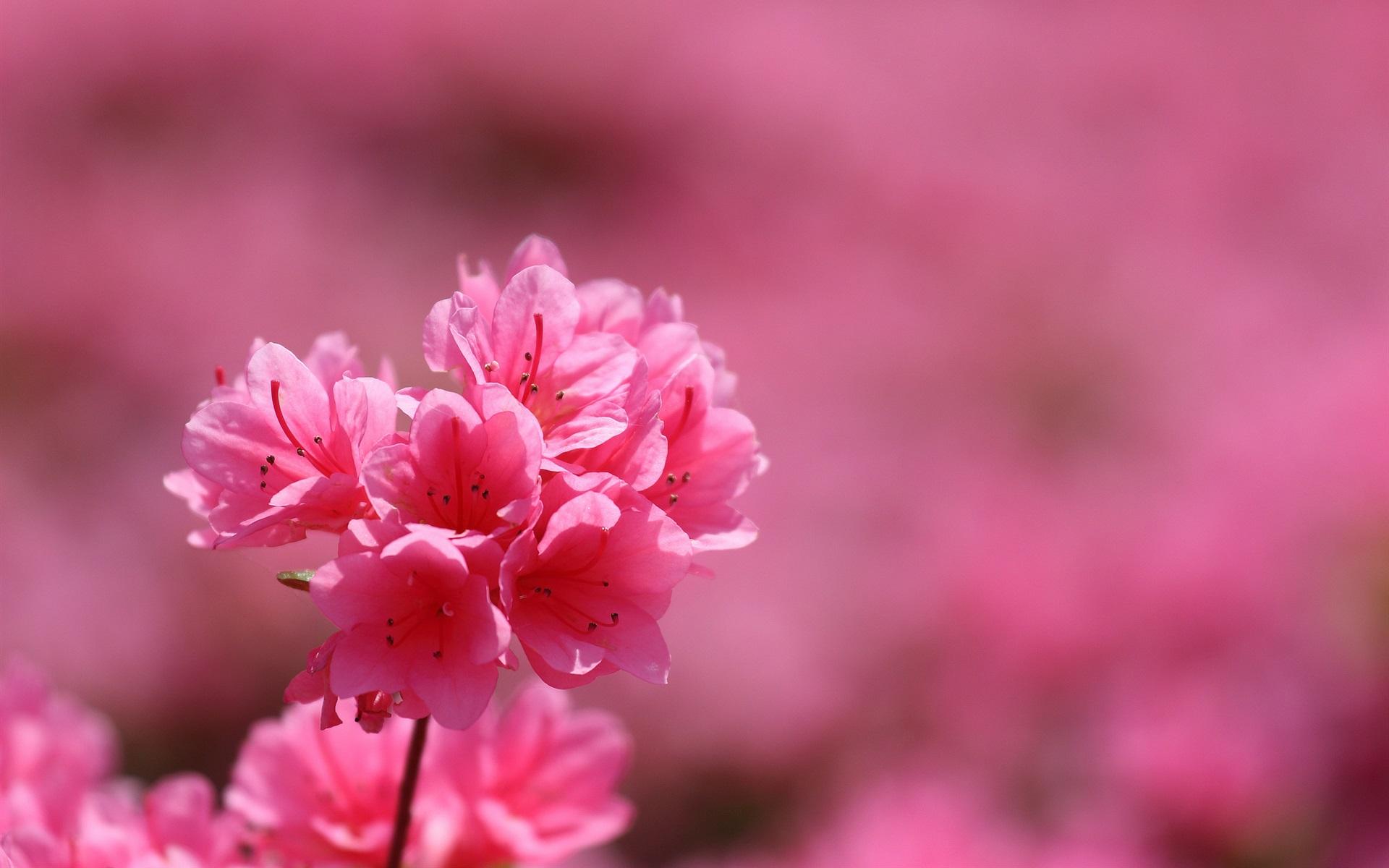 Rhododendron Wallpapers - Top Free Rhododendron Backgrounds ...