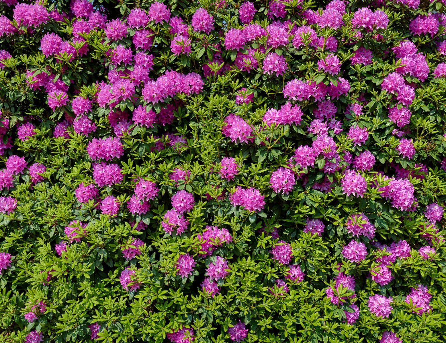 Rhododendron Wallpapers - Top Free Rhododendron Backgrounds ...