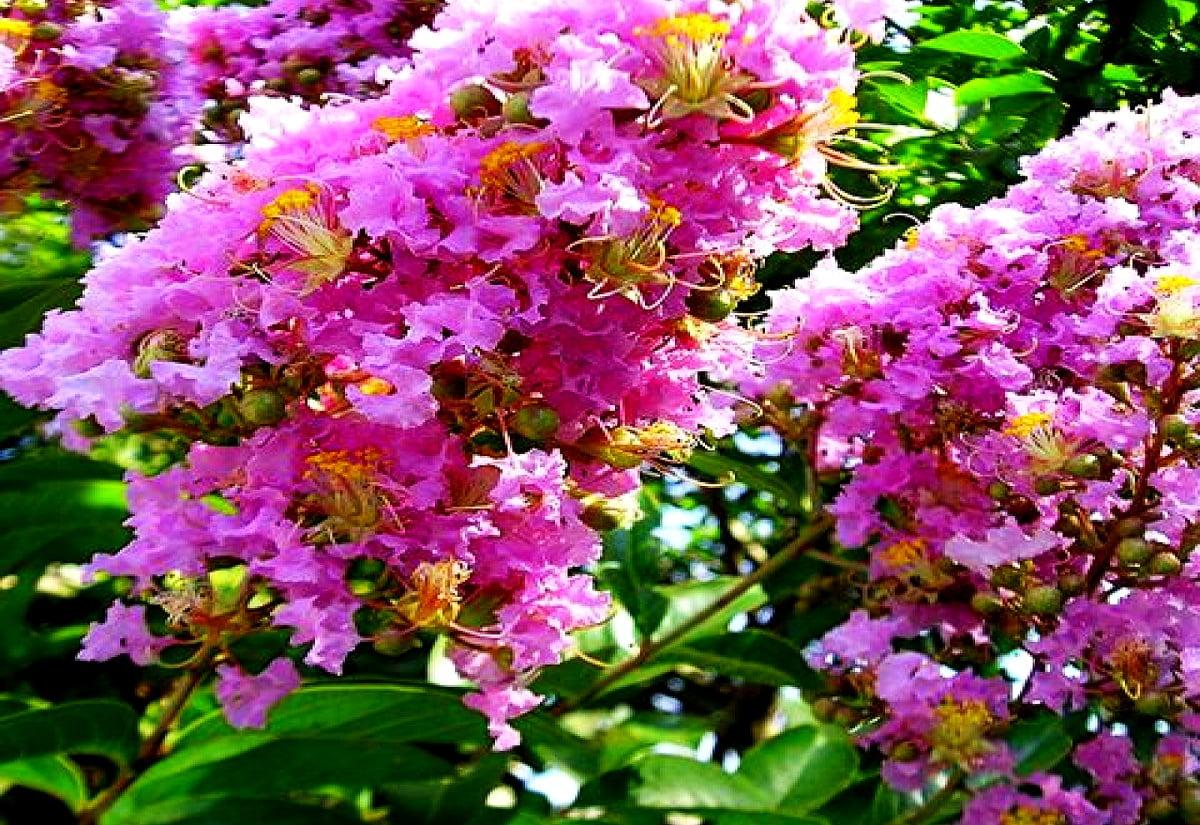 Rhododendron Wallpapers - Top Free Rhododendron Backgrounds ...