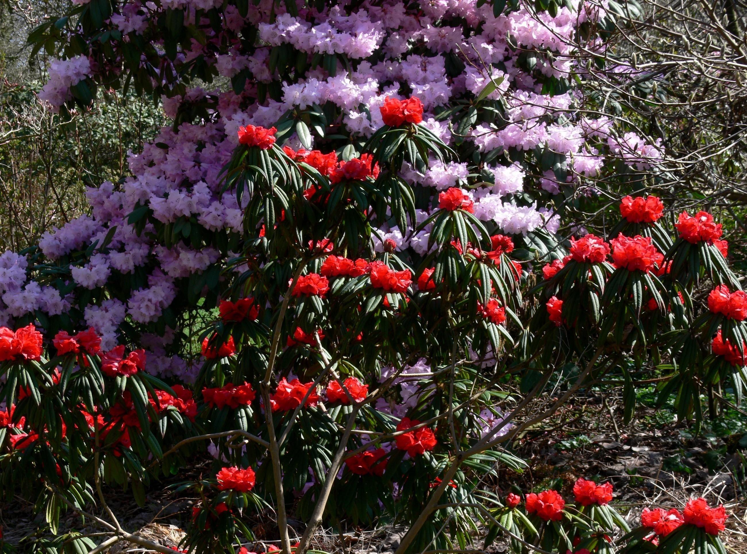 Rhododendron Wallpapers - Top Free Rhododendron Backgrounds ...