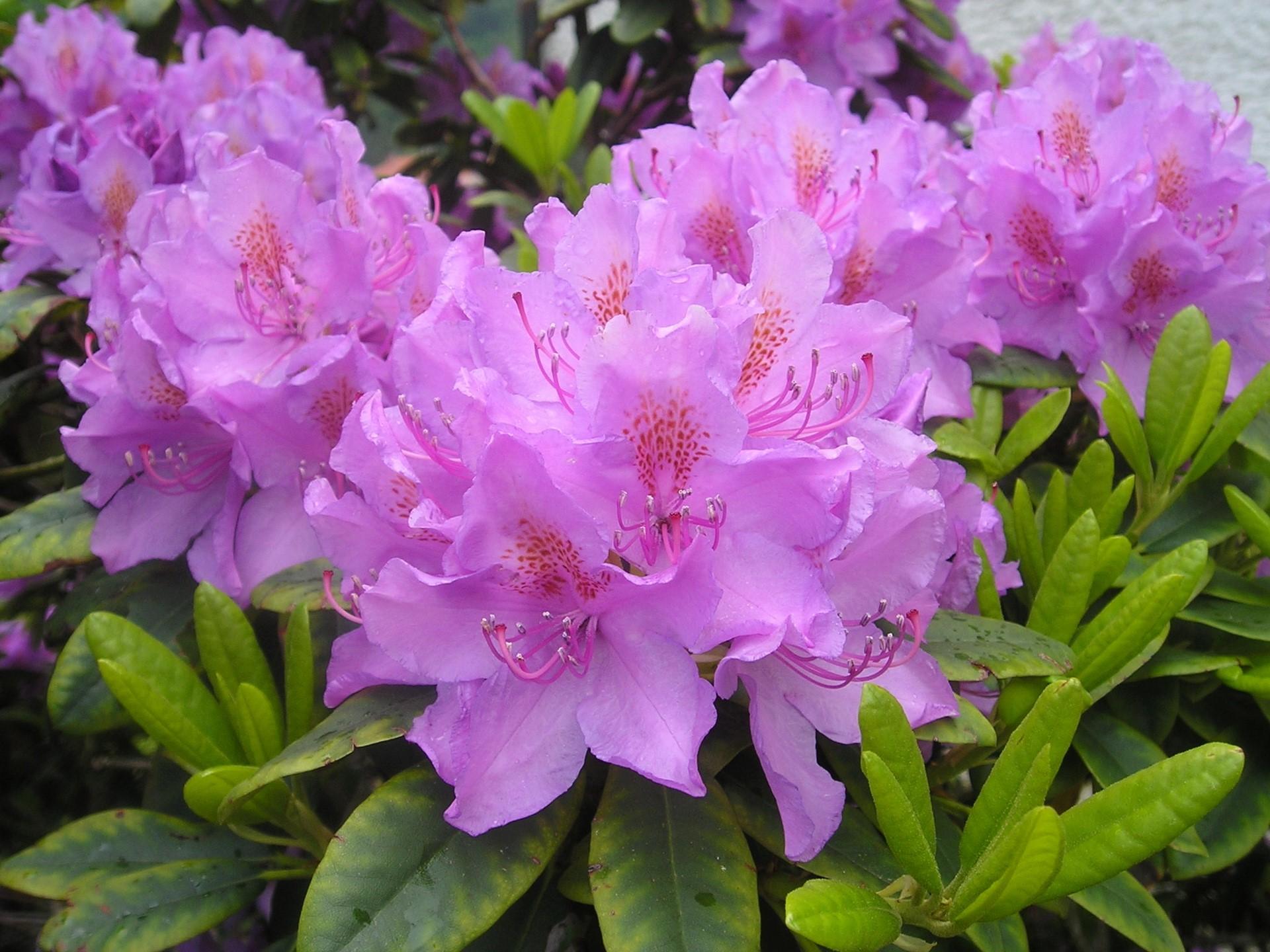 Rhododendron Wallpapers - Top Free Rhododendron Backgrounds ...