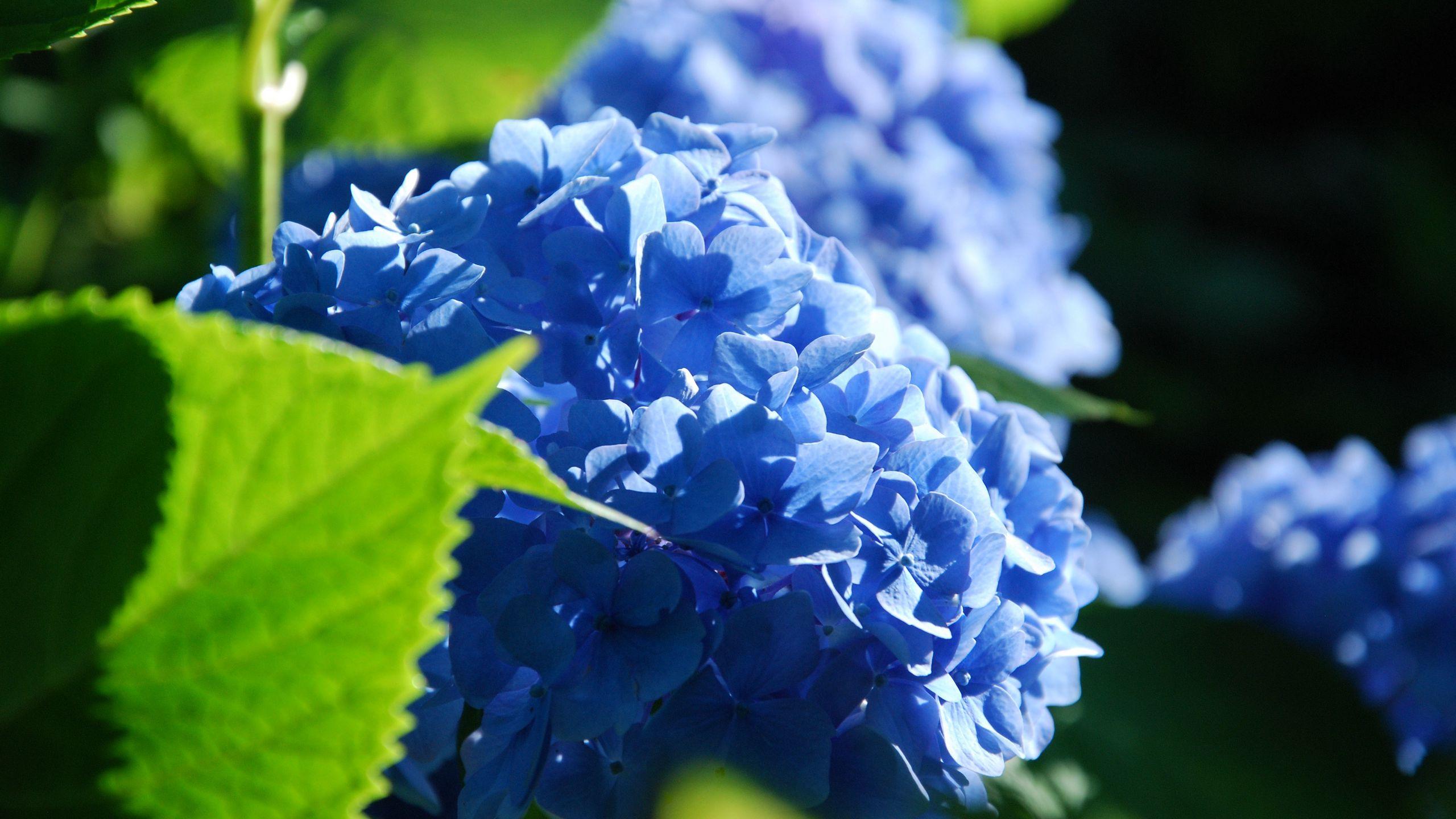 Rhododendron Wallpapers - Top Free Rhododendron Backgrounds ...