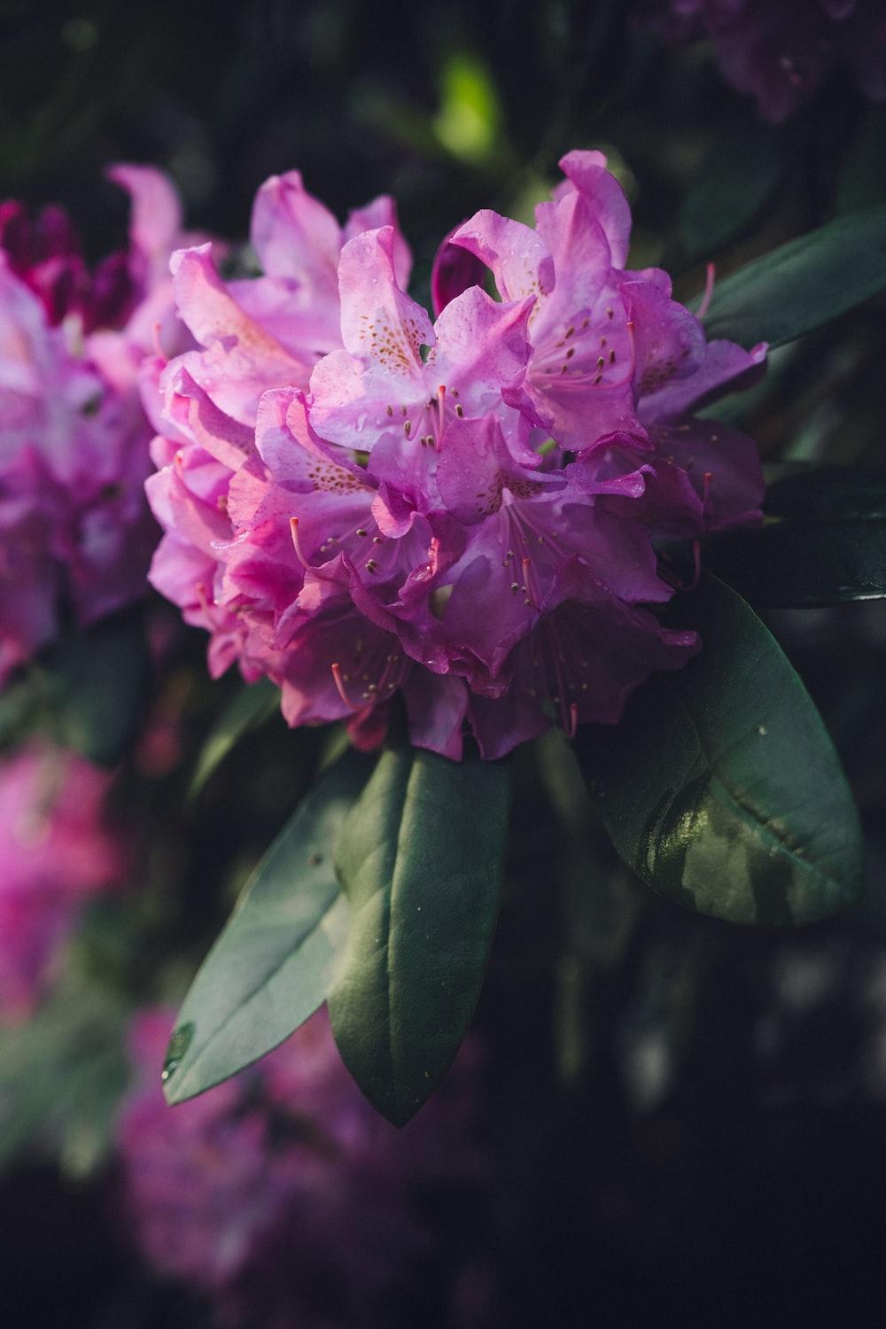 Rhododendron Wallpapers - Top Free Rhododendron Backgrounds ...