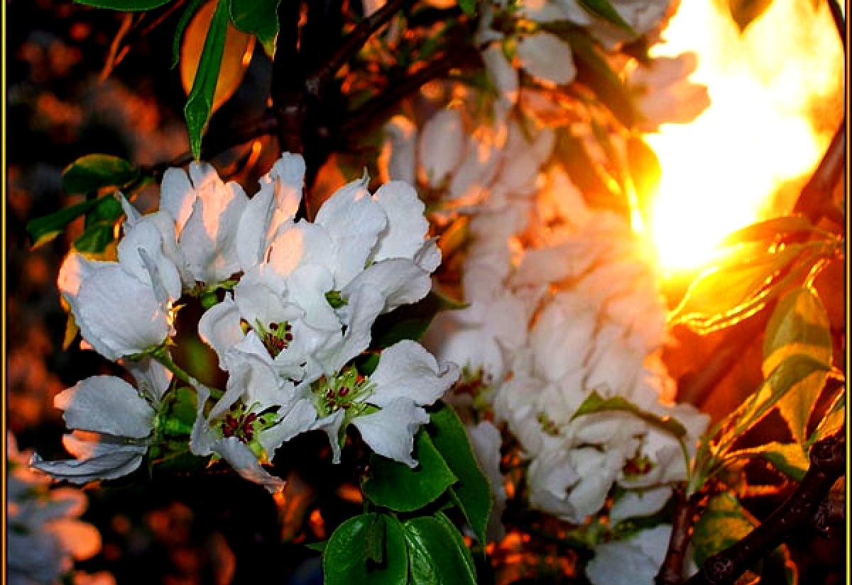 Rhododendron Wallpapers - Top Free Rhododendron Backgrounds ...