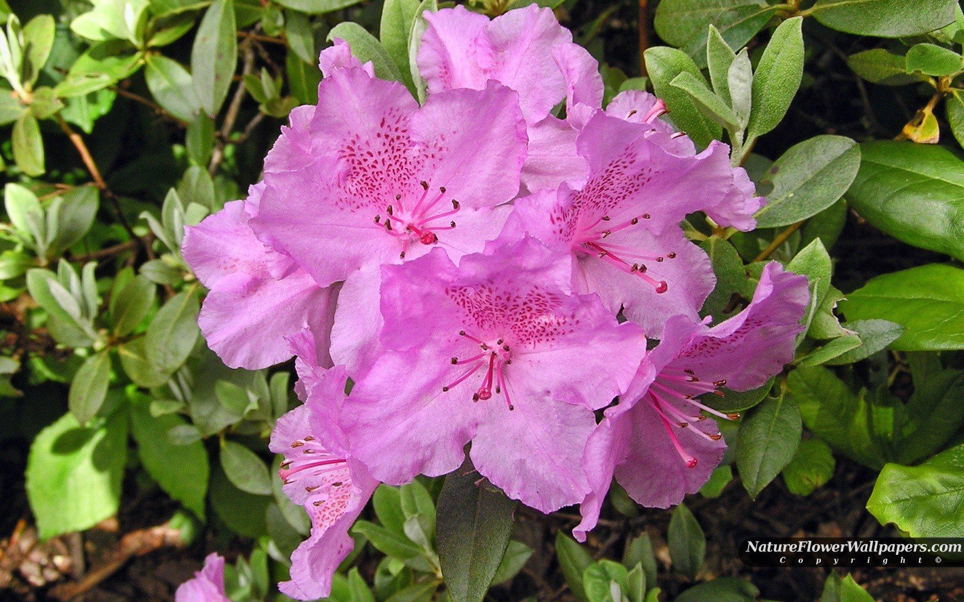 Rhododendron Wallpapers - Top Free Rhododendron Backgrounds ...