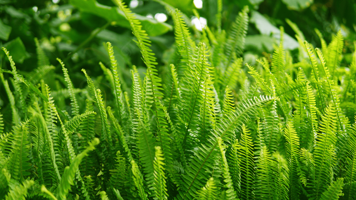 Small Tree Wallpapers - Top Free Small Tree Backgrounds - WallpaperAccess