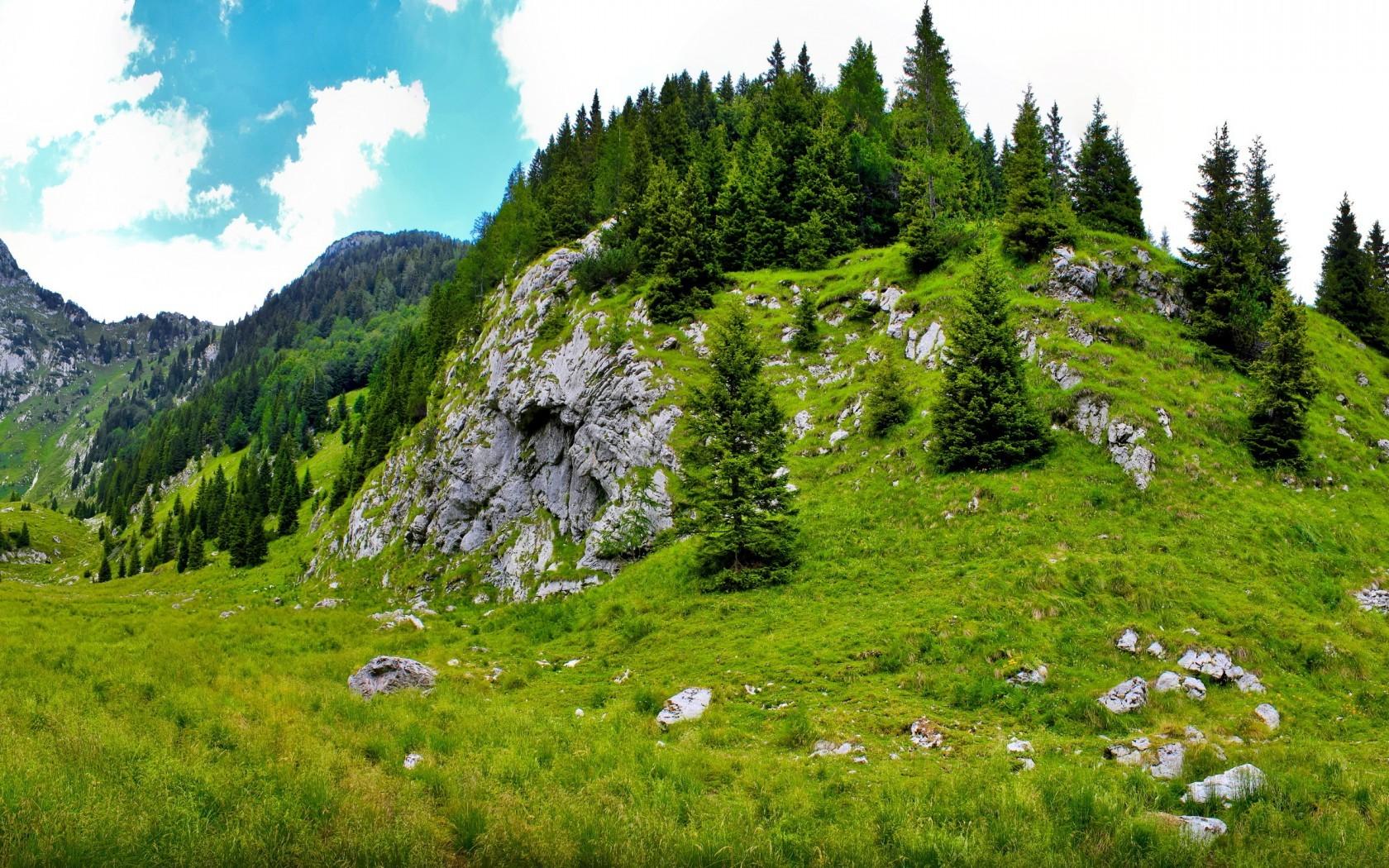 Small Tree Wallpapers - Top Free Small Tree Backgrounds - WallpaperAccess