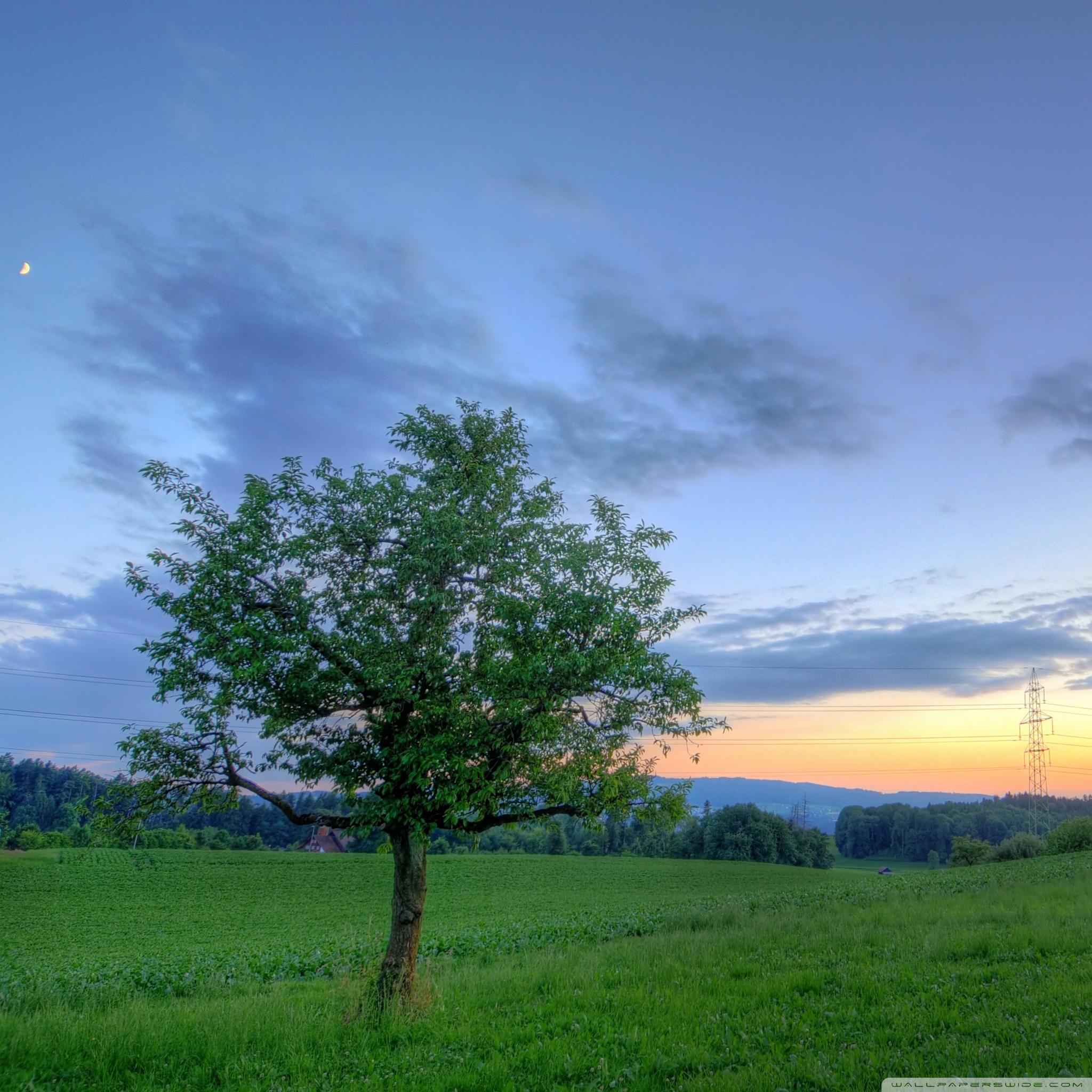 Small Tree Wallpapers - Top Free Small Tree Backgrounds - WallpaperAccess