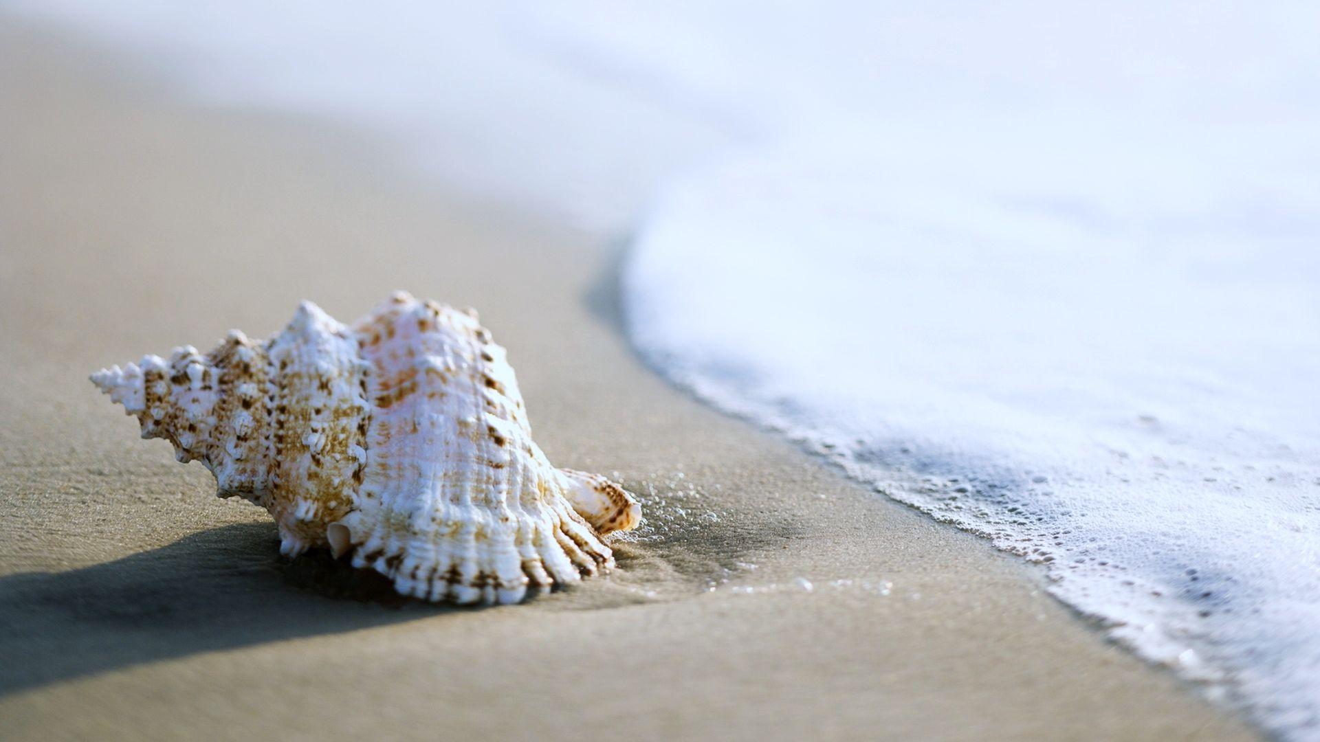 Sea Shell Wallpapers - Top Free Sea Shell Backgrounds - WallpaperAccess