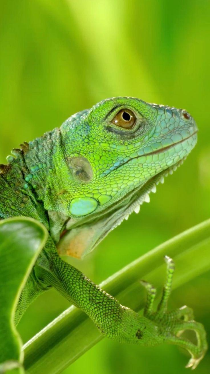 Reptile iPhone Wallpapers - Top Free Reptile iPhone Backgrounds ...