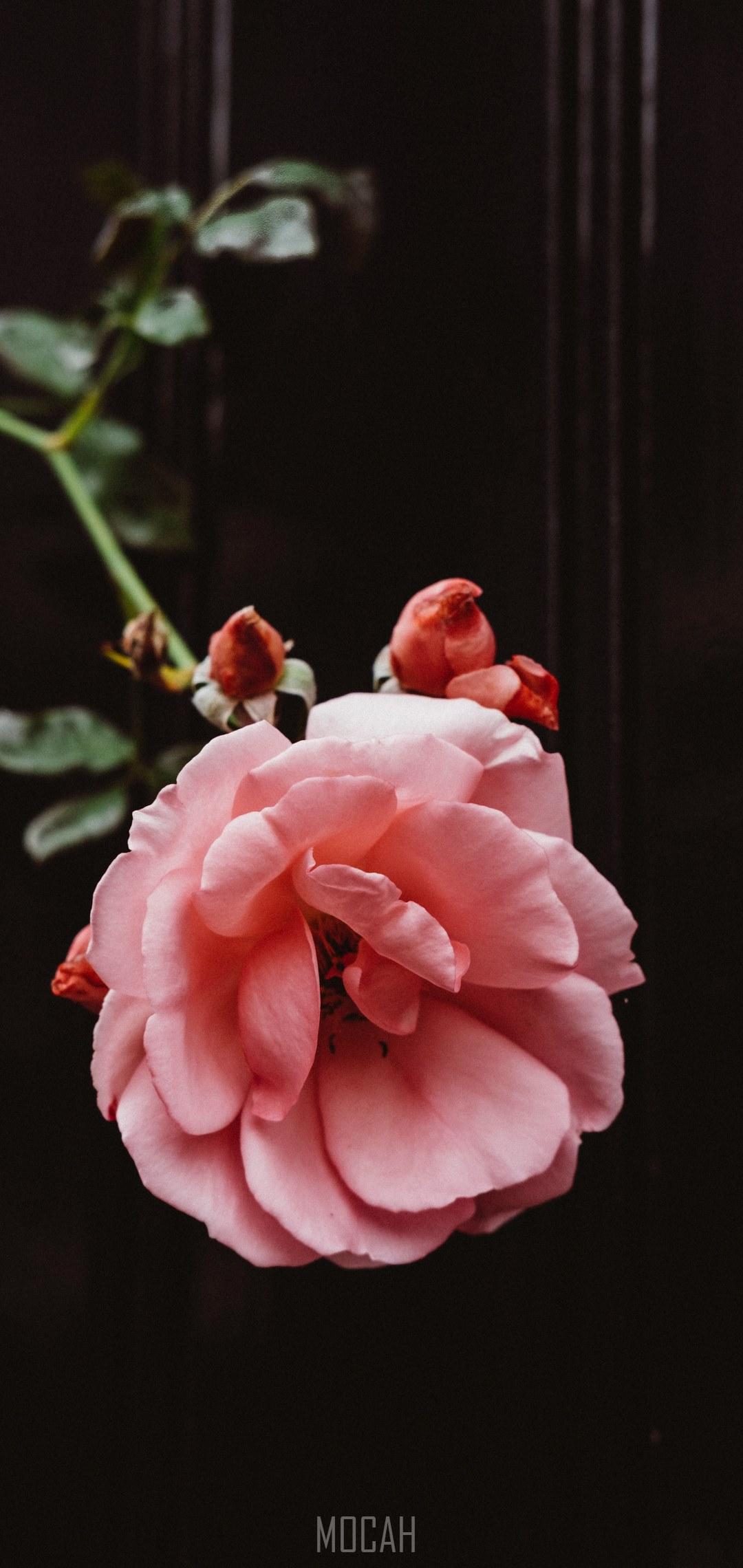 Smell Wallpapers - Top Free Smell Backgrounds - WallpaperAccess